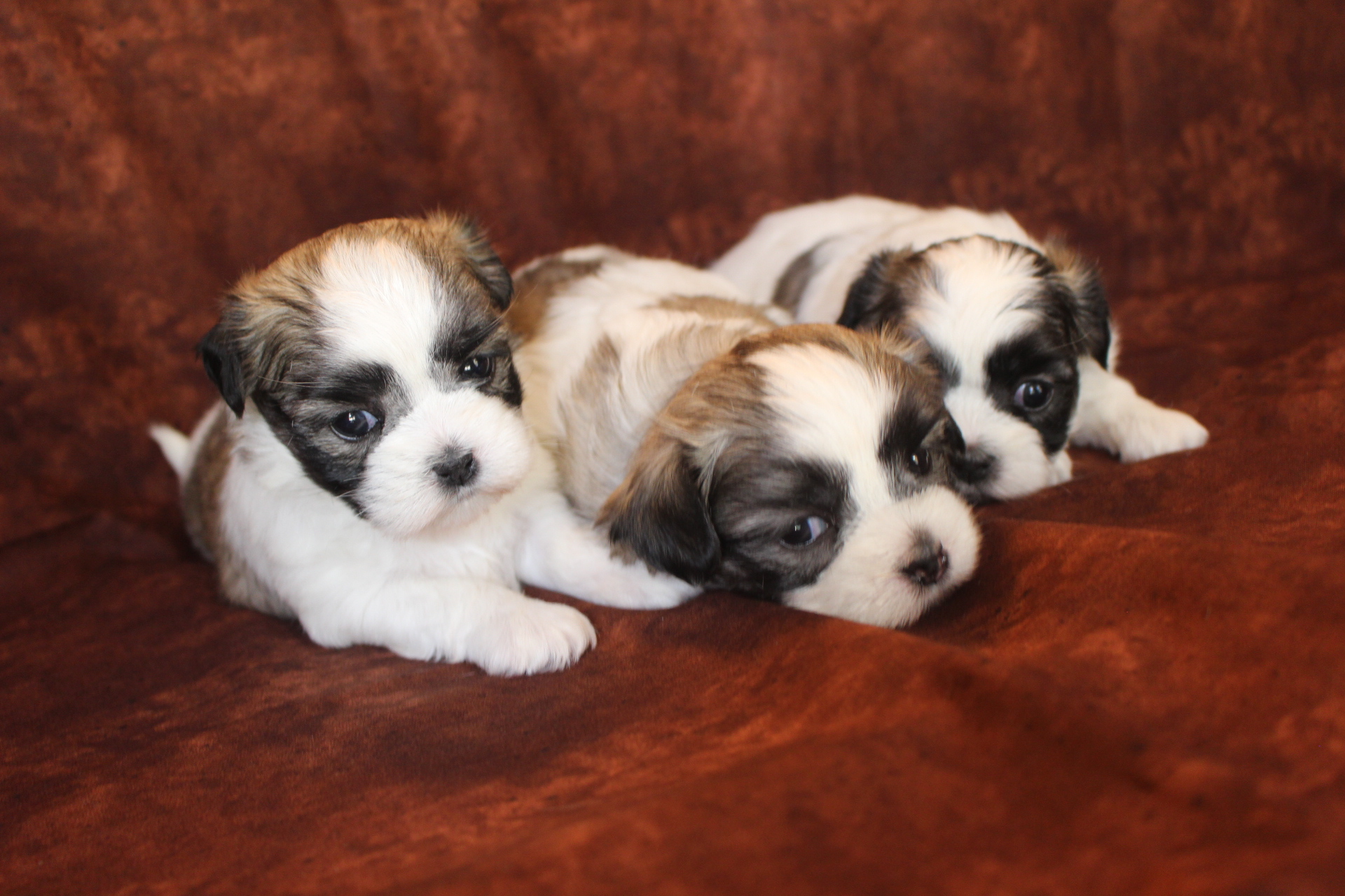 Malshi & Malshipoo – TLC Puppy Love