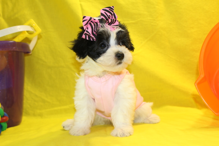 June Puppies Will Be Ready Before You Know IT! Sorry June Puppies Are ...