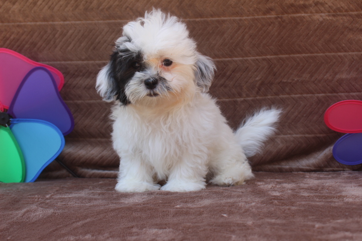 AVAILABLE HAVASHU PUPPIES – TLC Puppy Love