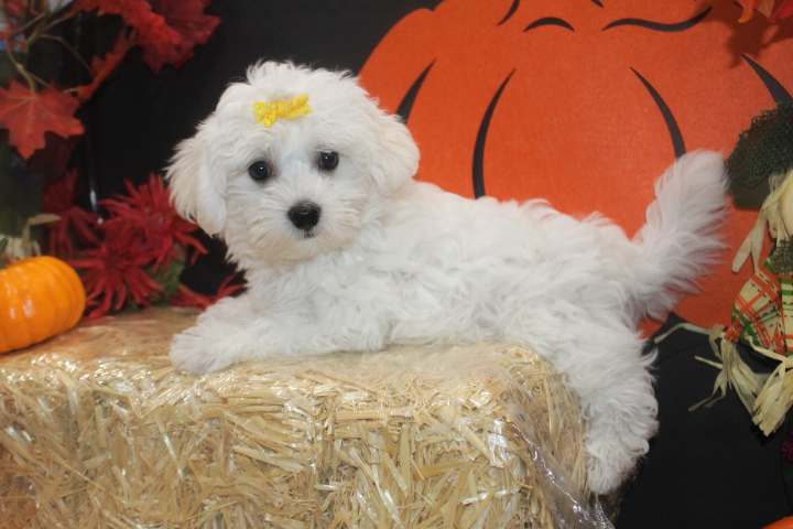 Havamalt Puppies Have Arrived! – TLC Puppy Love