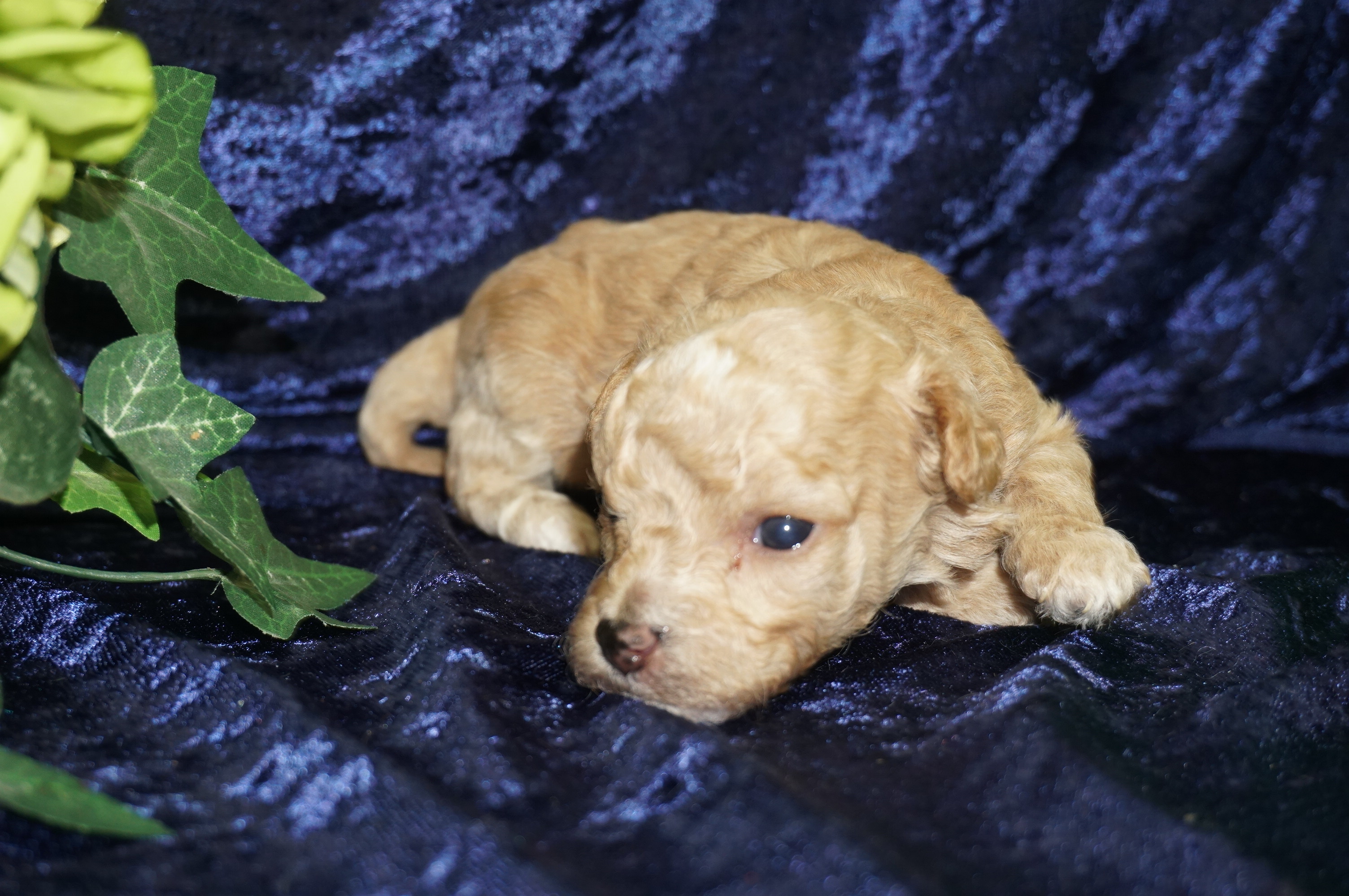 HAS DEPOSIT! Rudy Male CKC Havapoo Absolutely Gorgeous Apricot With ...