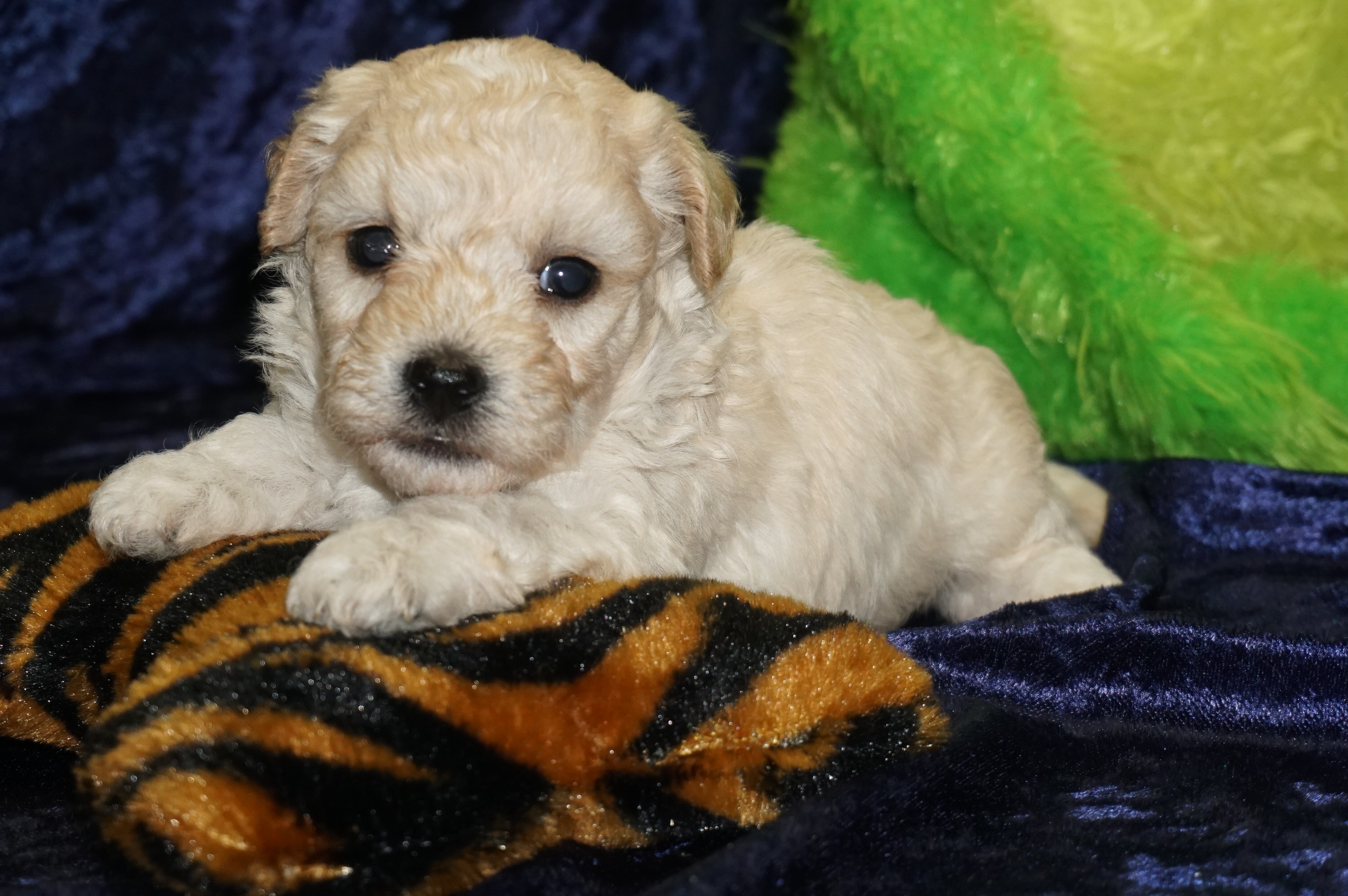 SOLD! Maui Male CKC Havapoo Gorgeous Cream Color! – TLC Puppy Love