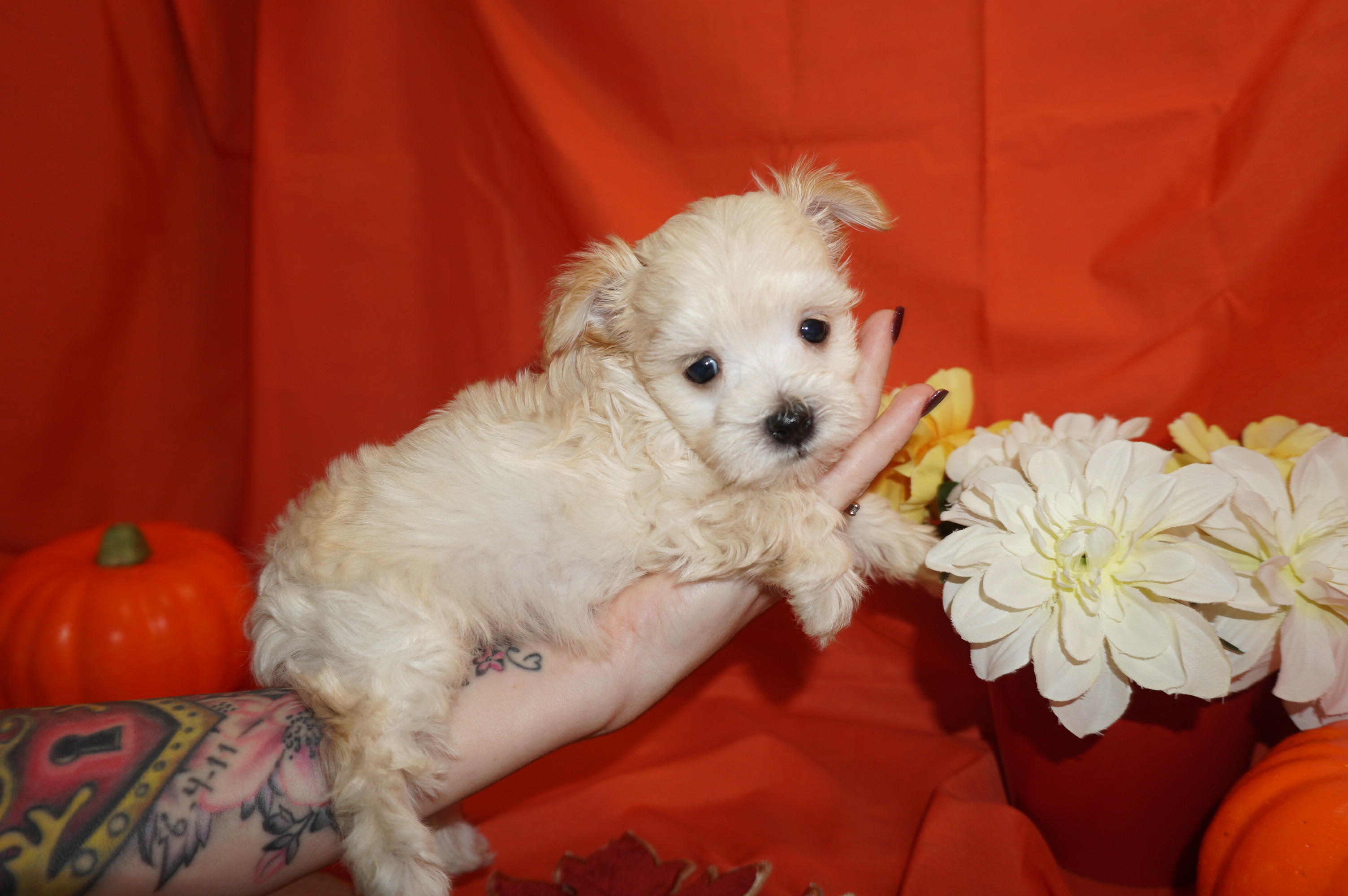 5 Honey Bee 1.9lbs 6 wks old (12) – TLC Puppy Love