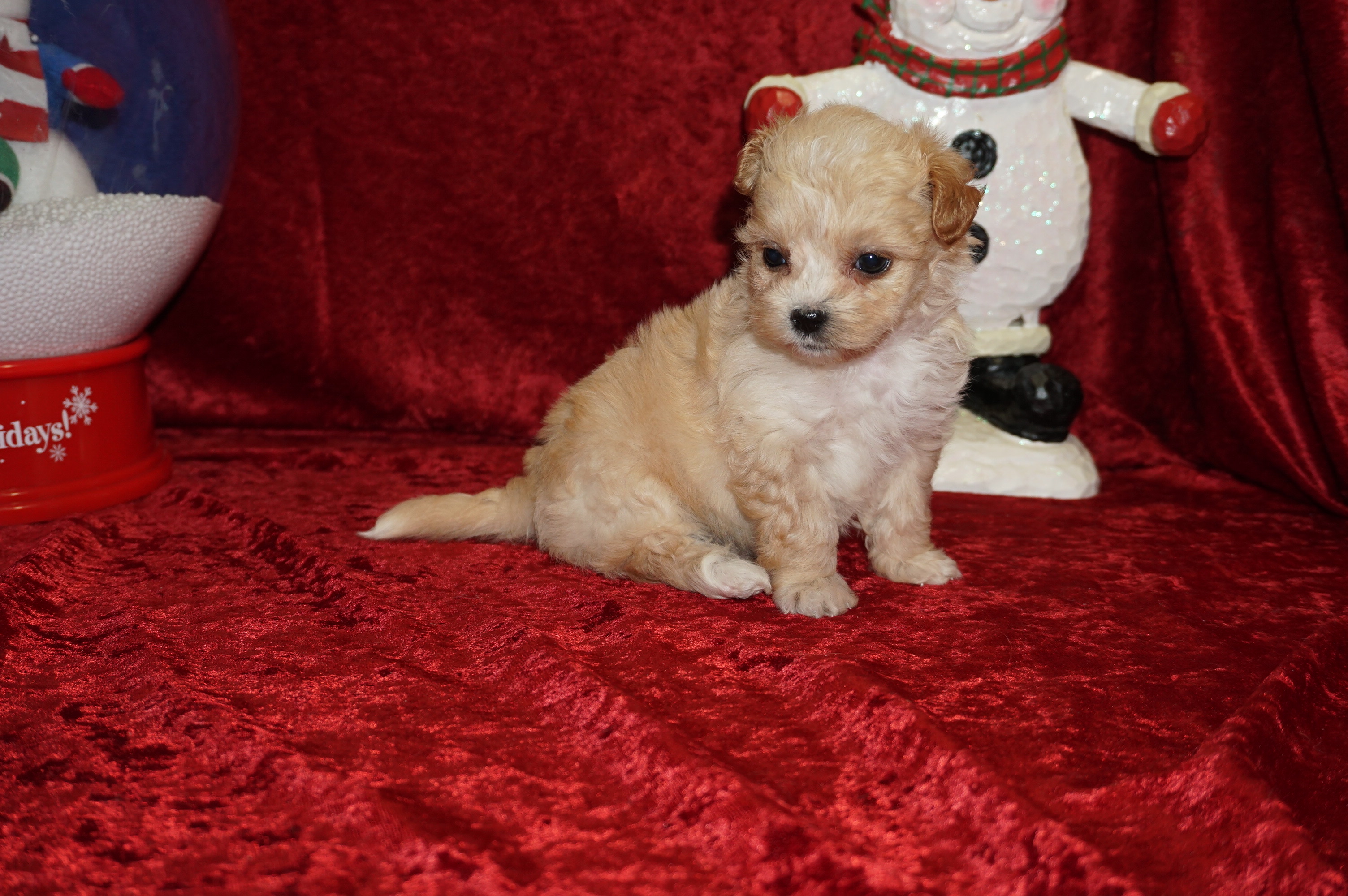 5 Baba Lou 1.10 lbs 6 wks old (20) – TLC Puppy Love