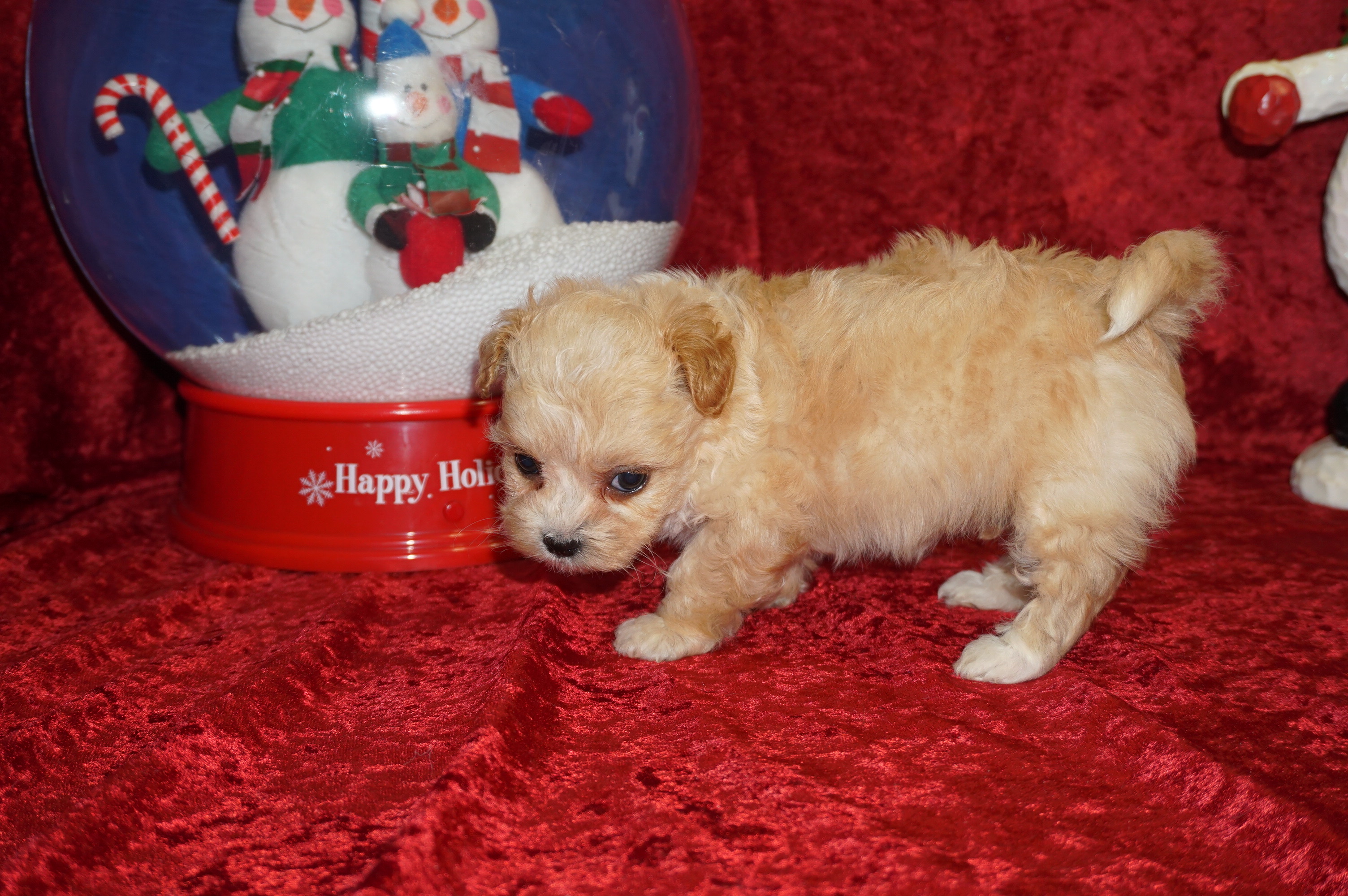 6 Baba Lou 1.10 lbs 6 wks old (22) – TLC Puppy Love