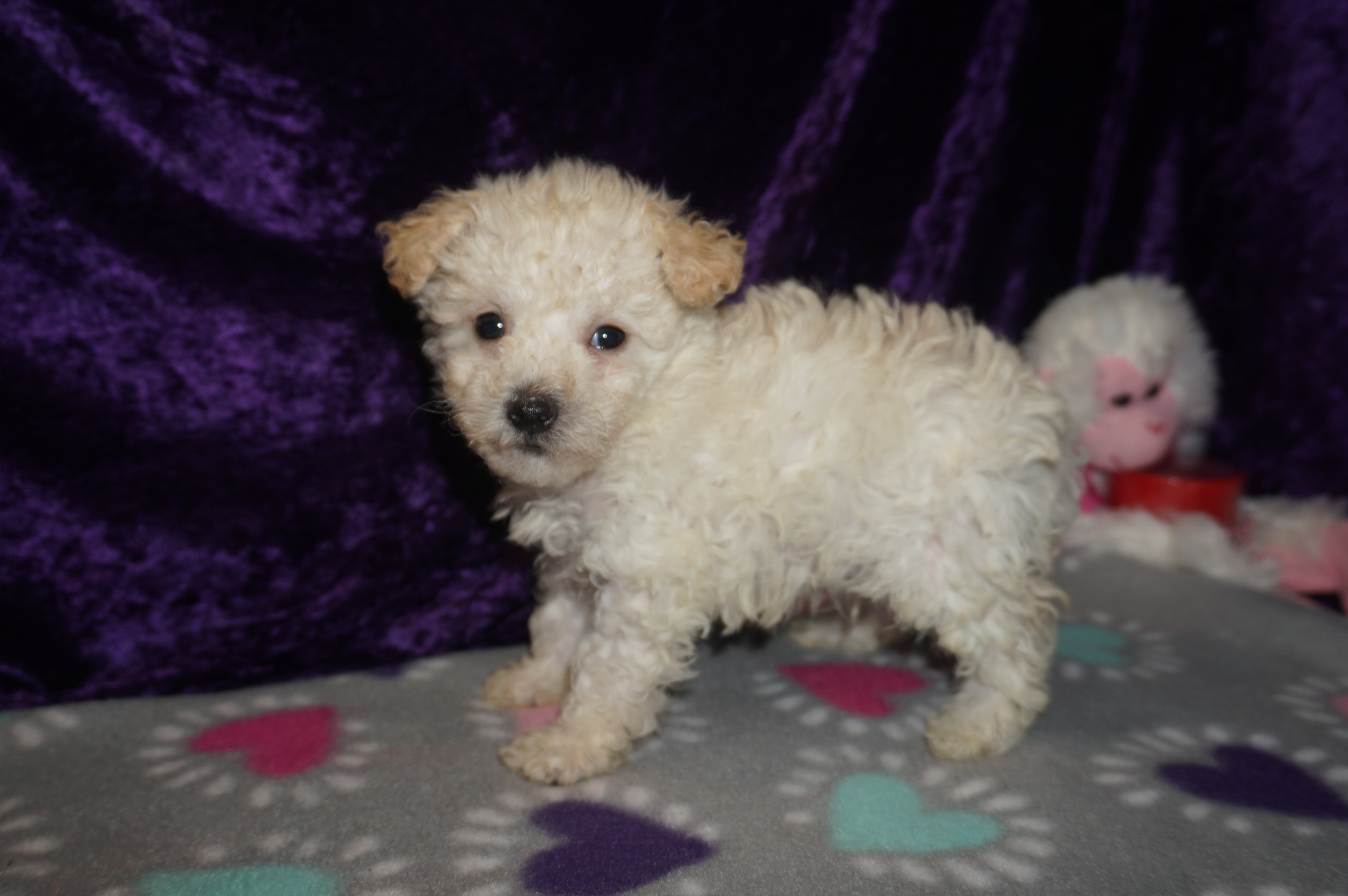 2 Woodrow 1.12 lbs 6 weeks old (5) – TLC Puppy Love