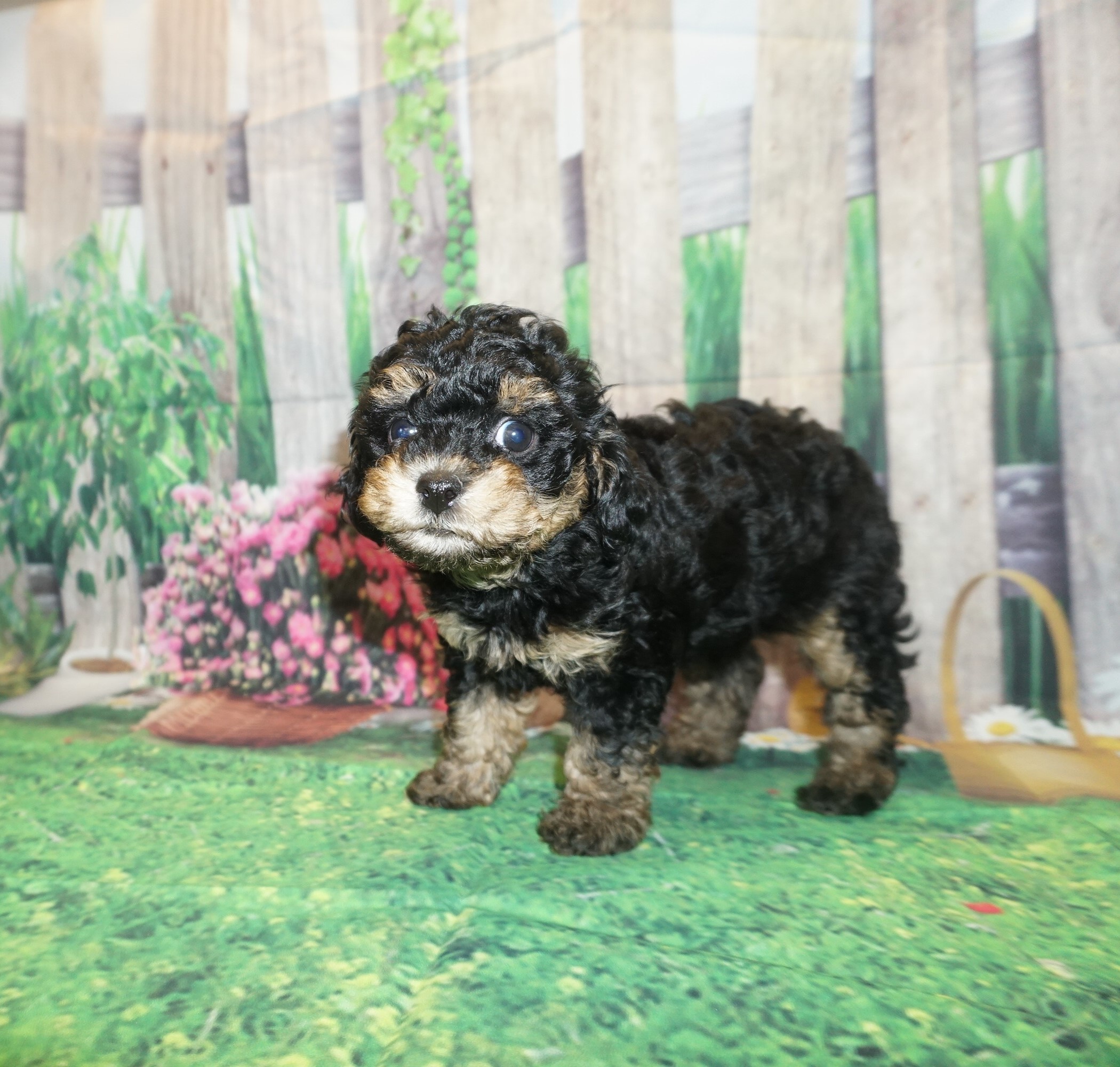 SOLD! Dexter Gorgeous Black Gold Male CKC Havapoo Tiniest In His Litter ...