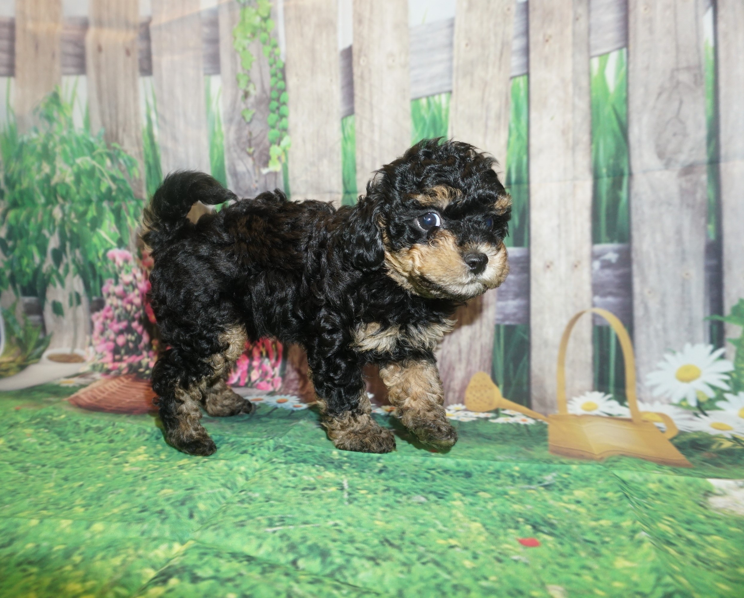 SOLD! Dexter Gorgeous Black Gold Male CKC Havapoo Tiniest In His Litter ...