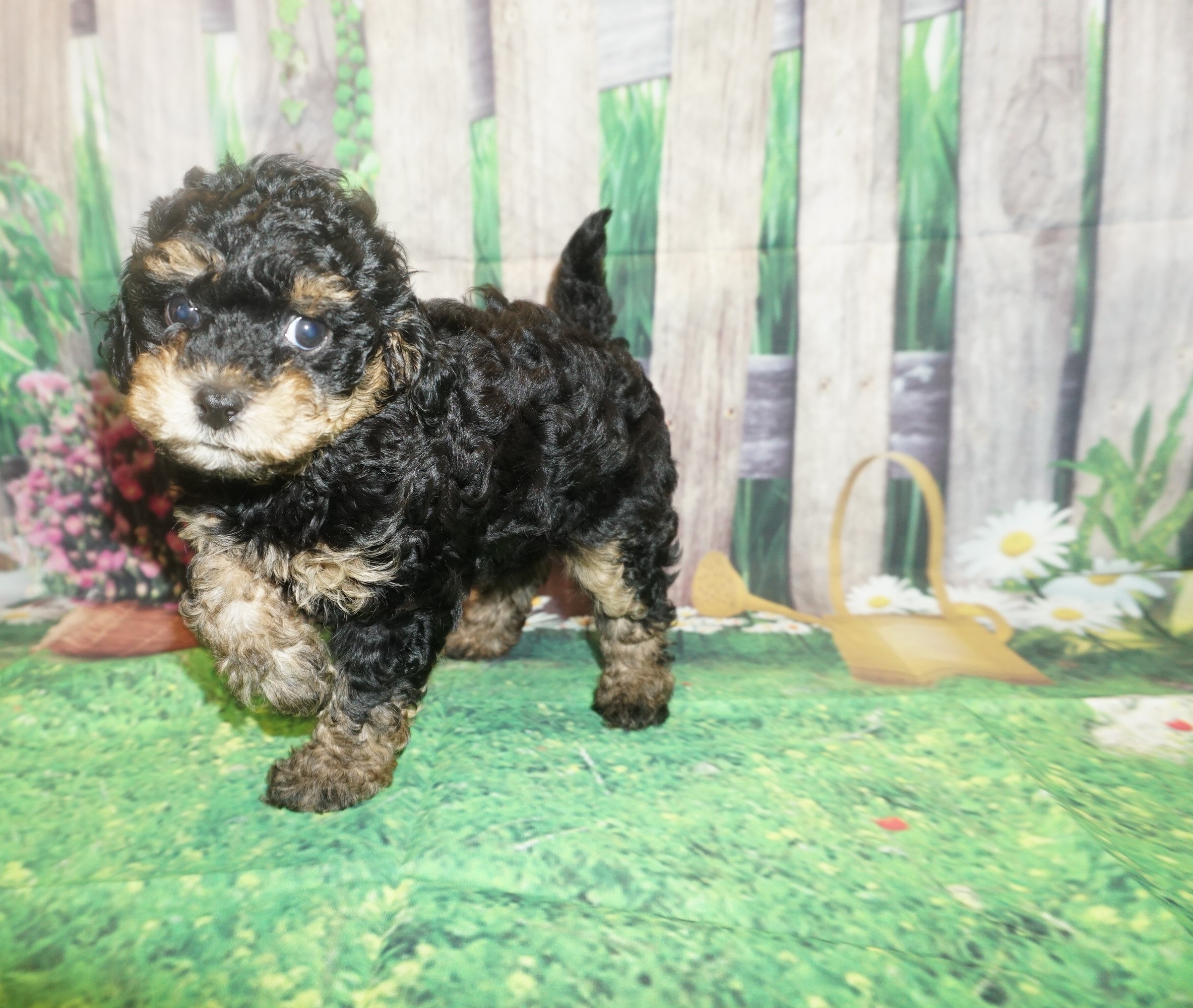 SOLD! Dexter Gorgeous Black Gold Male CKC Havapoo Tiniest In His Litter ...