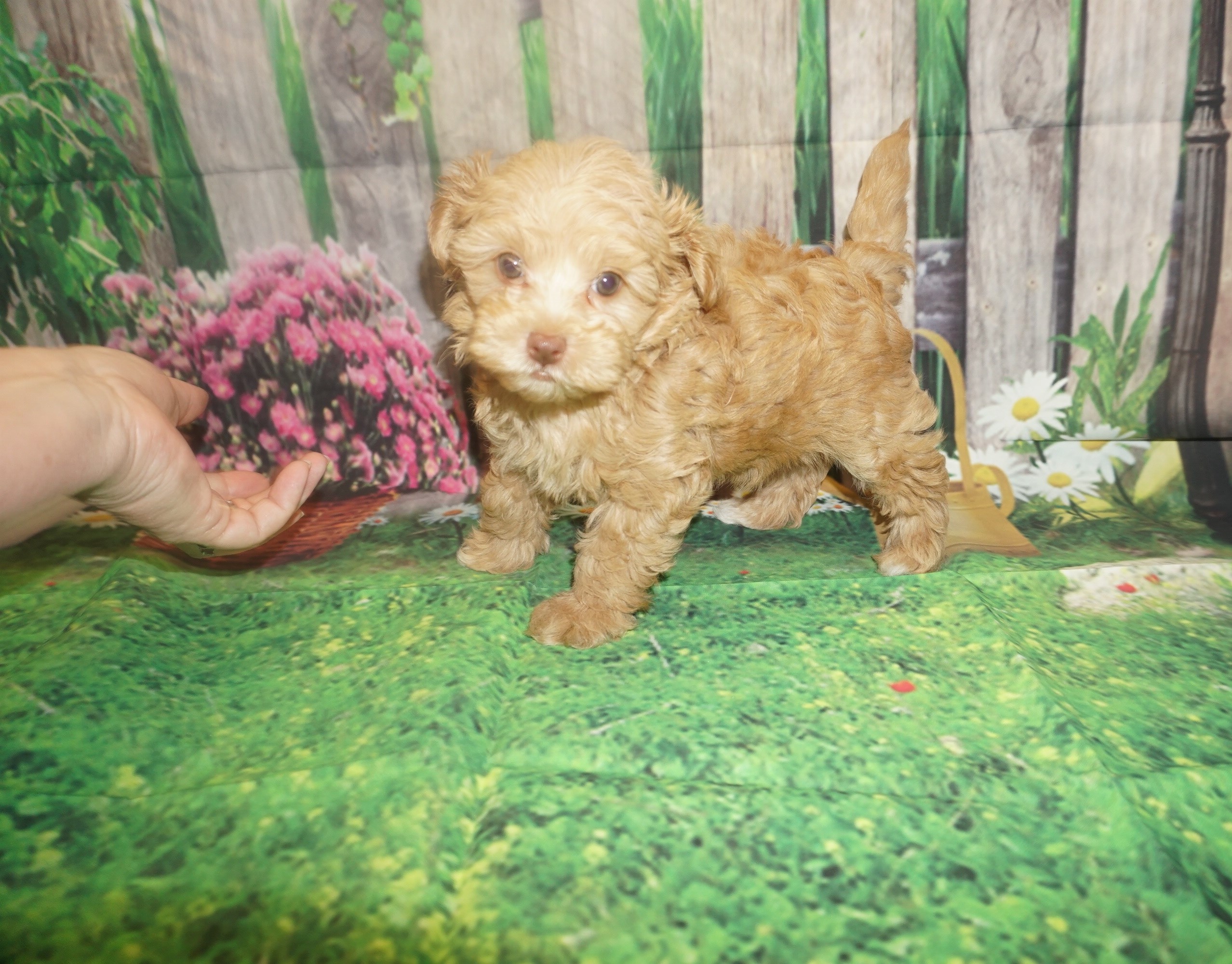 Havapoo Puppies Ready April and May 2019 – TLC Puppy Love