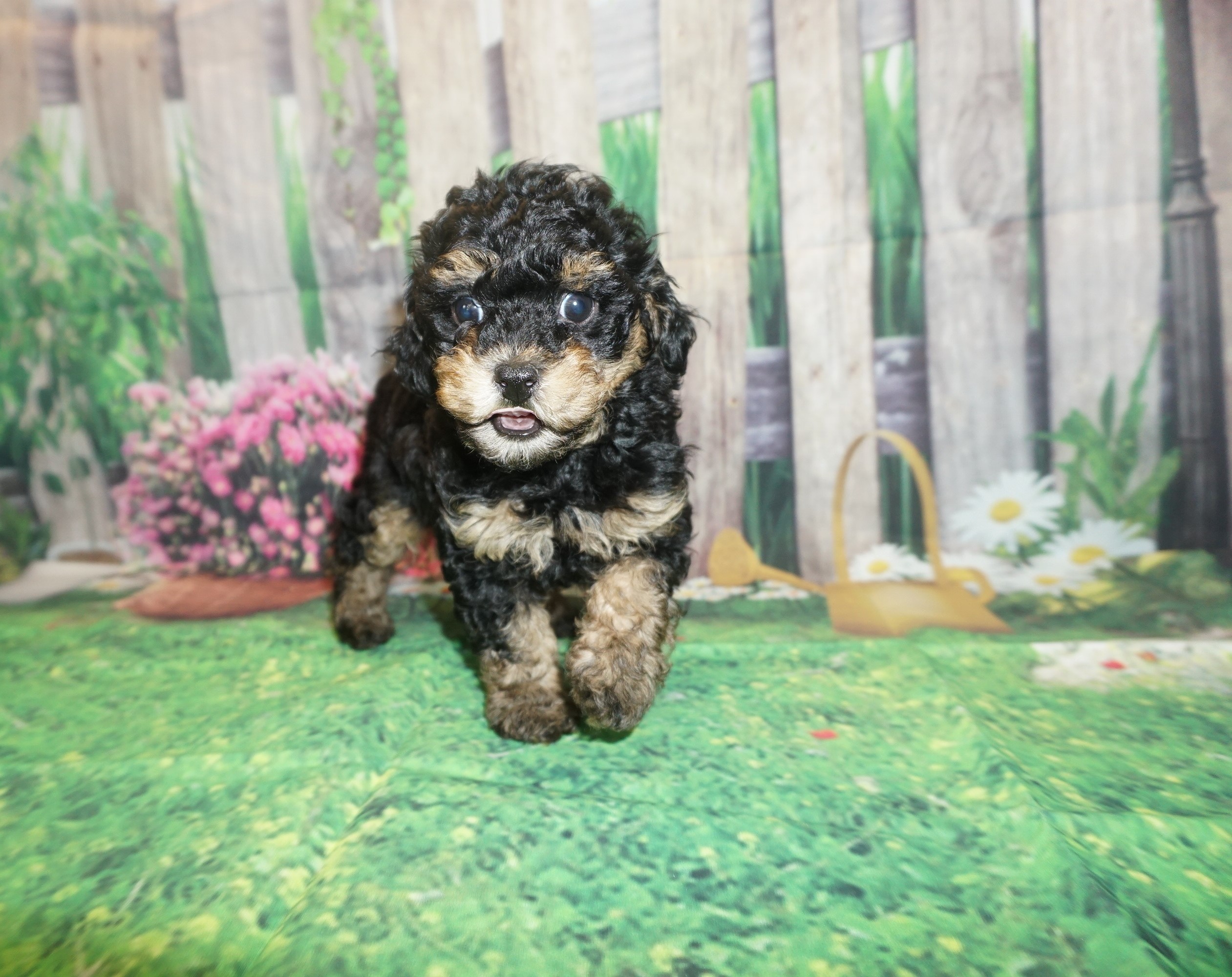 SOLD! Dexter Gorgeous Black Gold Male CKC Havapoo Tiniest In His Litter ...