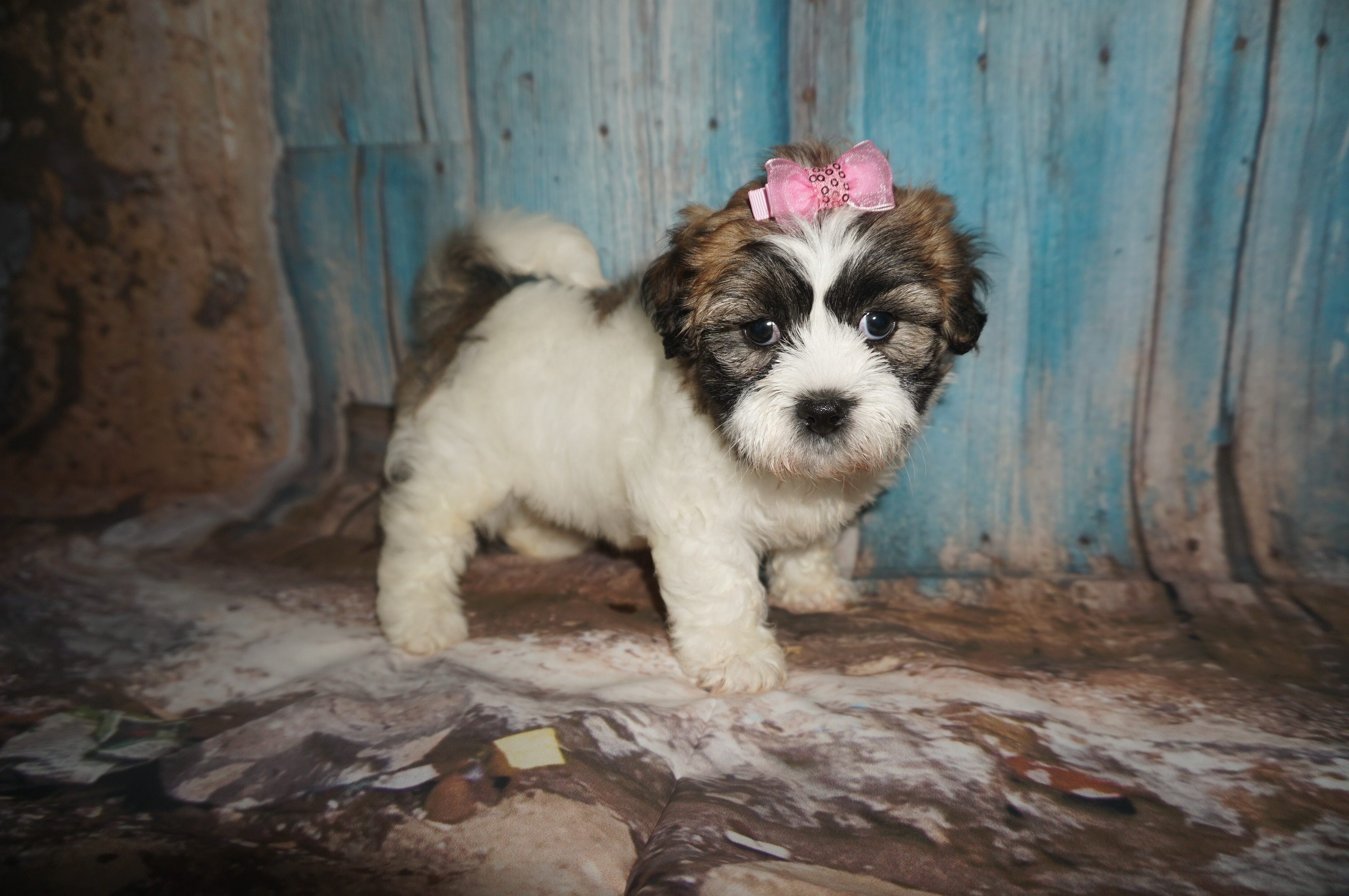 Teddy Bear Puppies Ready Aug 2019 – TLC Puppy Love