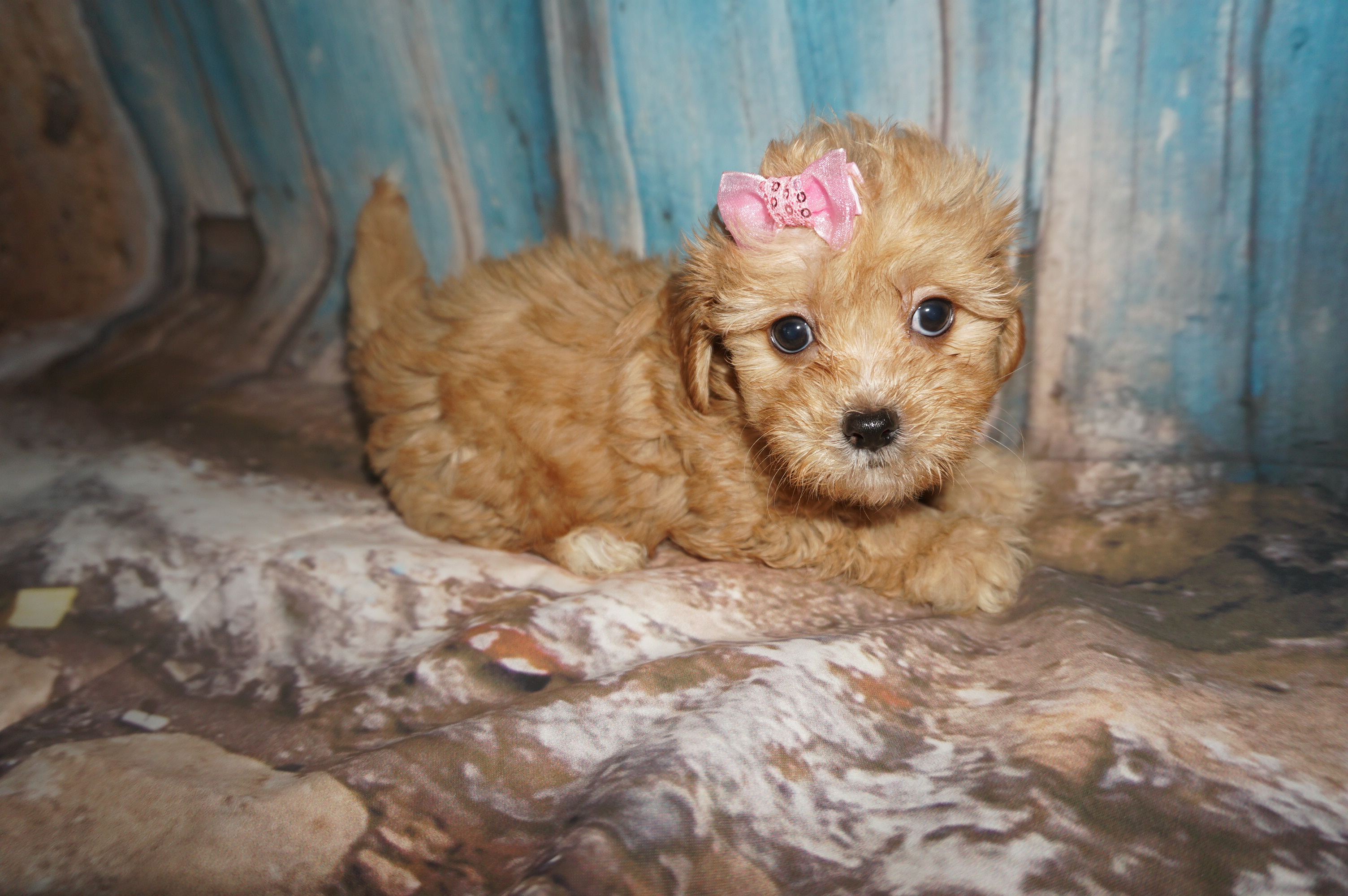 SOLD! Yahtzee Gorgeous Red Female CKC Havapoo Sweet Baby Girl! – TLC ...