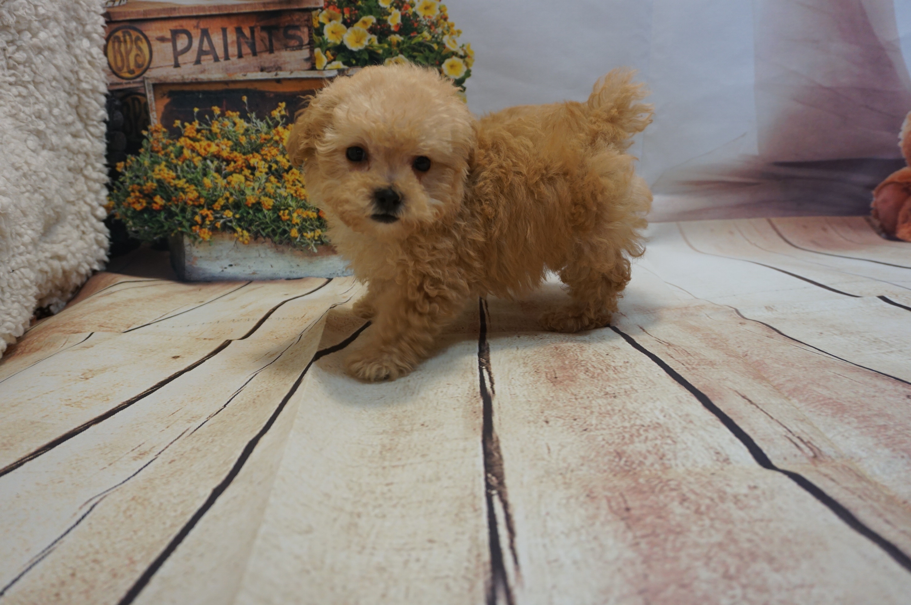 2 Bazooka 1.8lbs 8WK old (57) – TLC Puppy Love