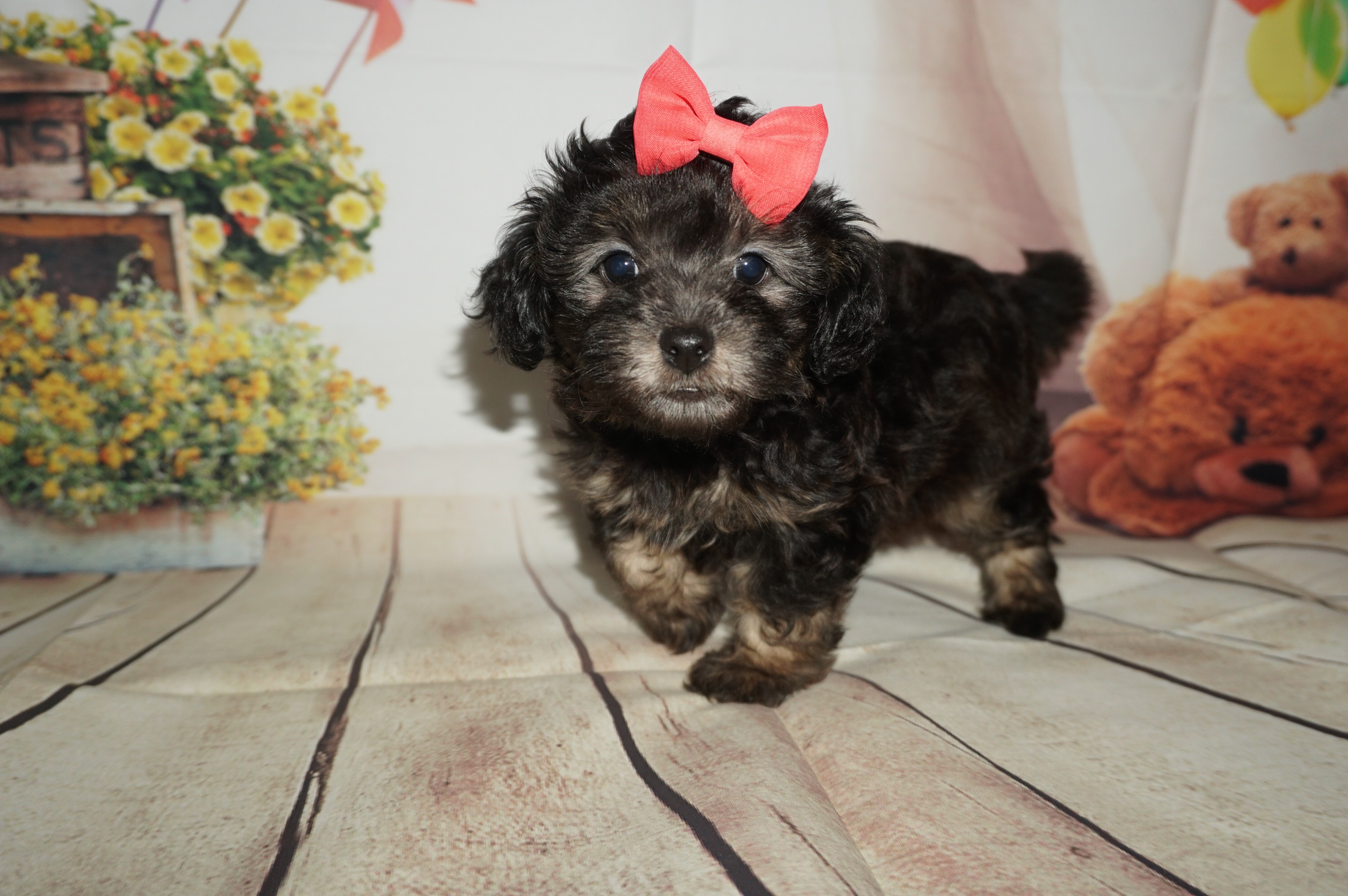 Malshipoo Puppies Available Now In August 2019 – TLC Puppy Love