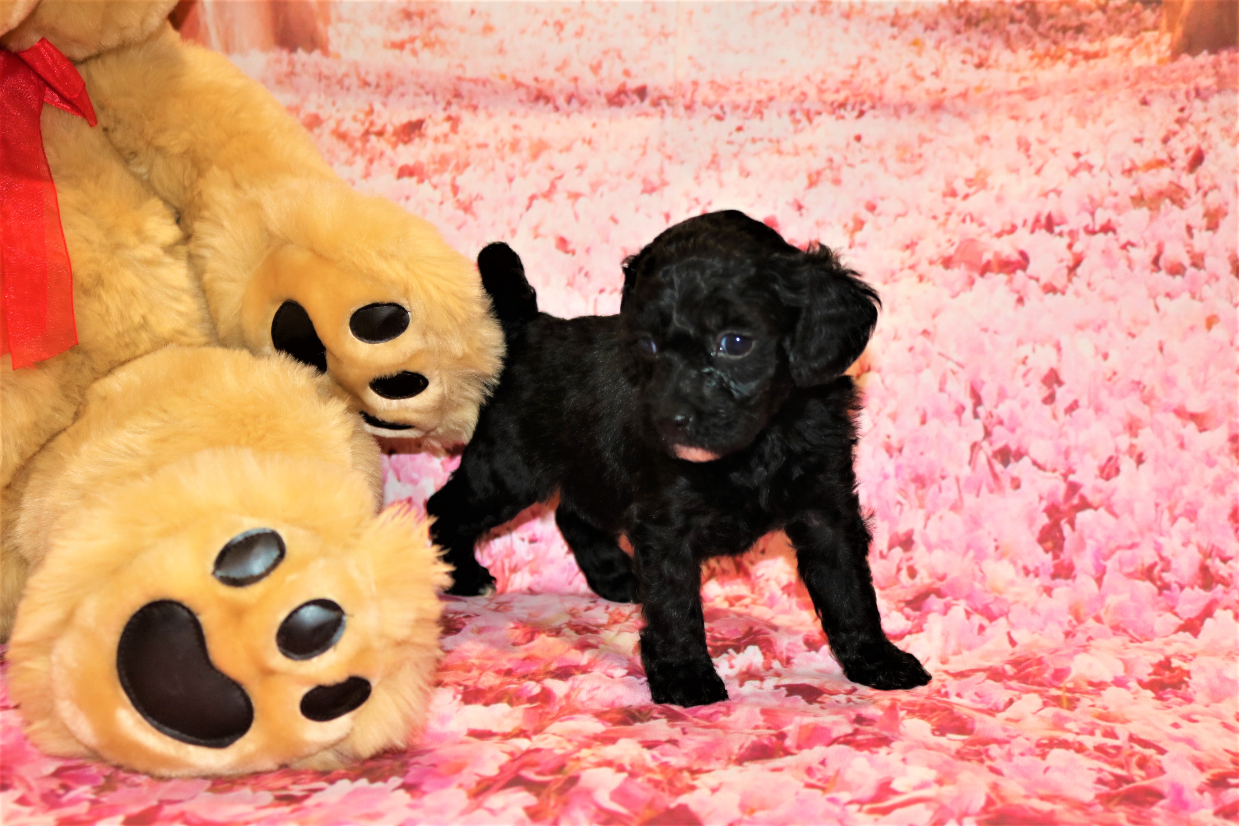 SOLD! Valentine Gorgeous Black Curly Female CKC Mini Labradoodle Says ...