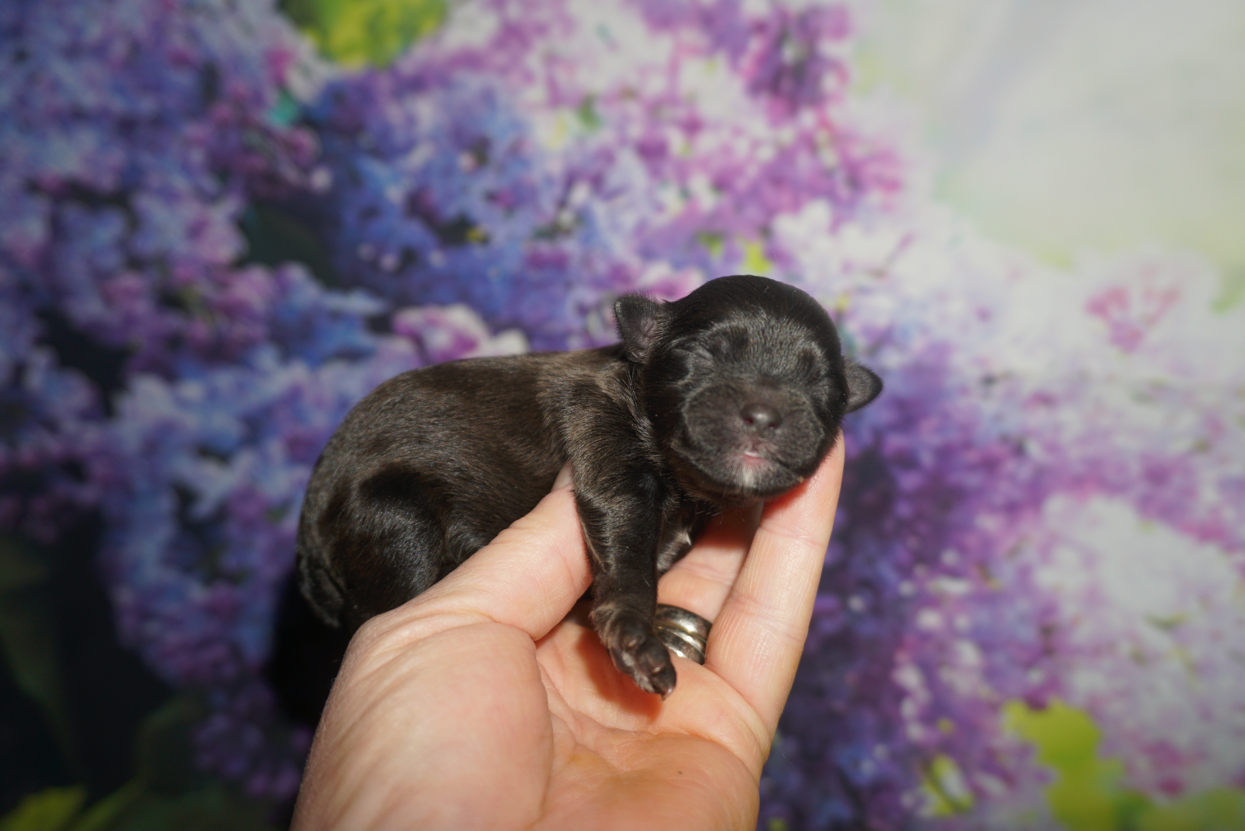 5 Katie 5.6oz JUST BORN (26) – TLC Puppy Love