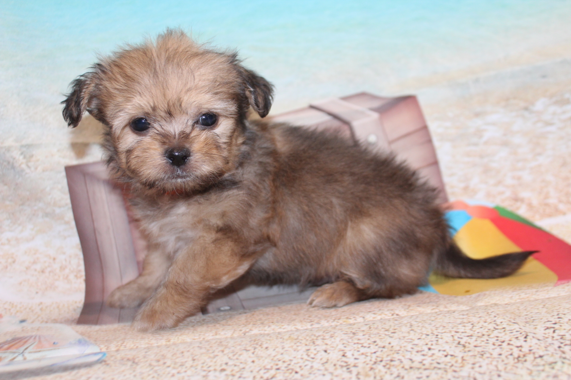 2 Willie Wonka (Jax) 1lb 7oz 7wks old (22) – TLC Puppy Love