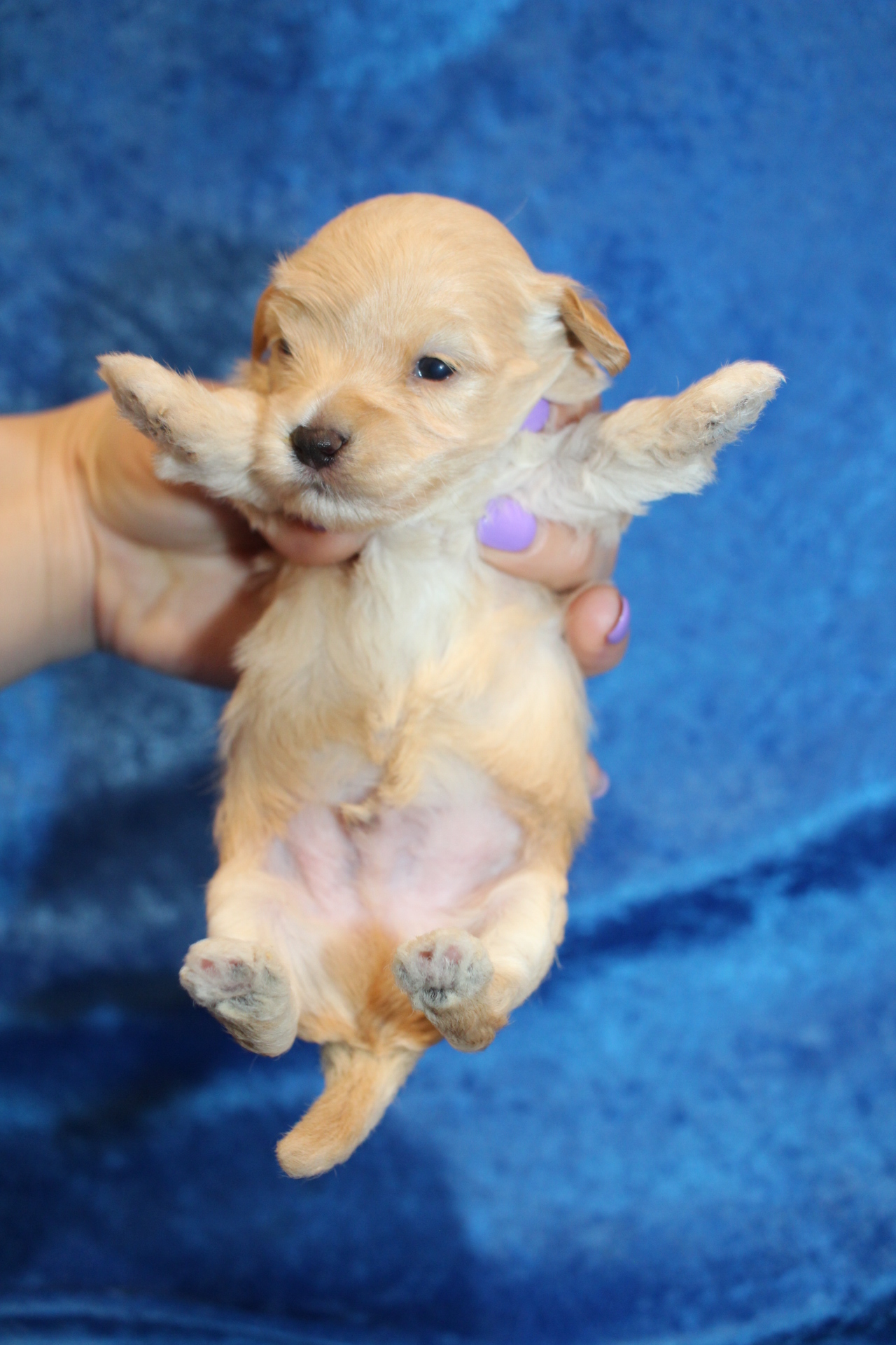 3 Scuttle 11.5oz 2W6D old (1) – TLC Puppy Love