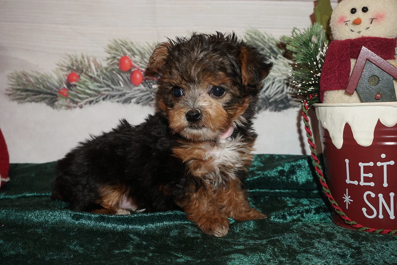 Button Female Yorkipoo Ready 12-23 SOLD 1Lb 3oz 6W5D old – TLC Puppy Love