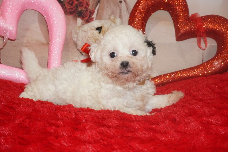 Dr Pepper 1.11 5w6 – TLC Puppy Love