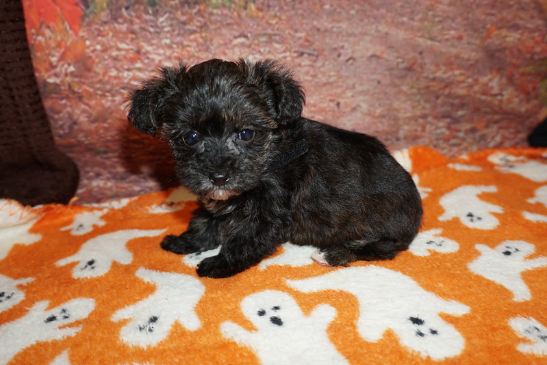 Elvira Female CKC Yorkipoo Ready 11-2 SOLD 1 lb 2oz 7wks old – TLC ...