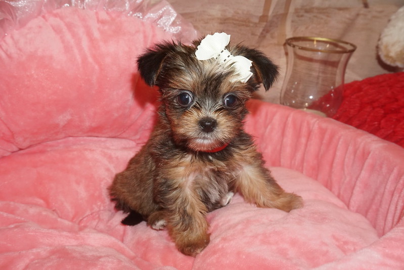 Lizzie Female Shorkie Ready 1130 SOLD 6W2D Old 1Lb 6oz – TLC Puppy Love