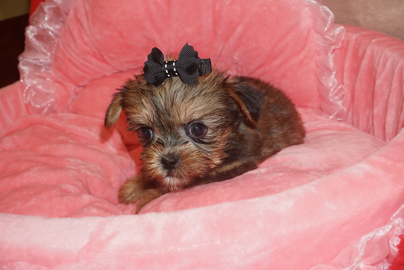 Mel Female Shorkie Ready 1130 SOLD 6W2D Old 1Lb 2oz – TLC Puppy Love