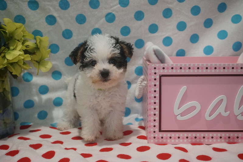 Strudel Female Yorkipoo – TLC Puppy Love