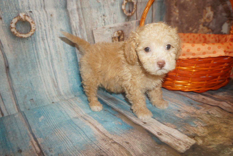 Cockapoo Puppies – TLC Puppy Love
