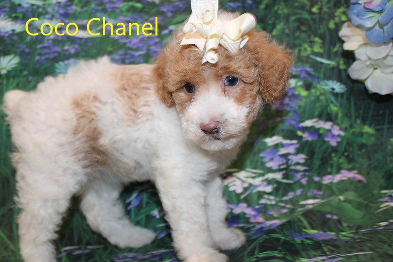 Coco Chanel – TLC Puppy Love