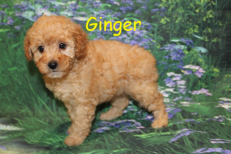 SOLD! Ginger Female CKC Mini Labradoodle Talk of the Town! – TLC Puppy Love