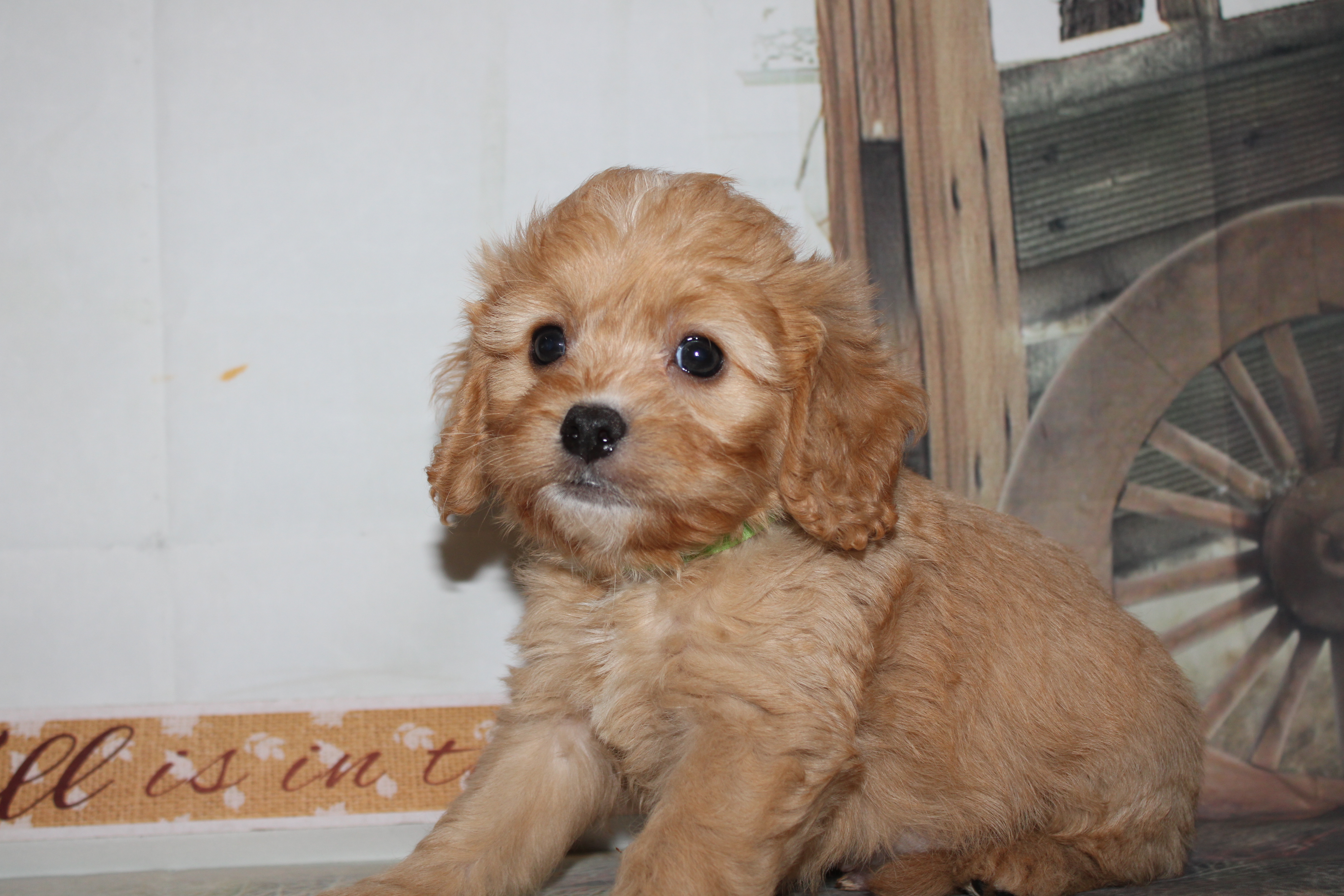 Cavapoo Pups Oct 2022 – TLC Puppy Love