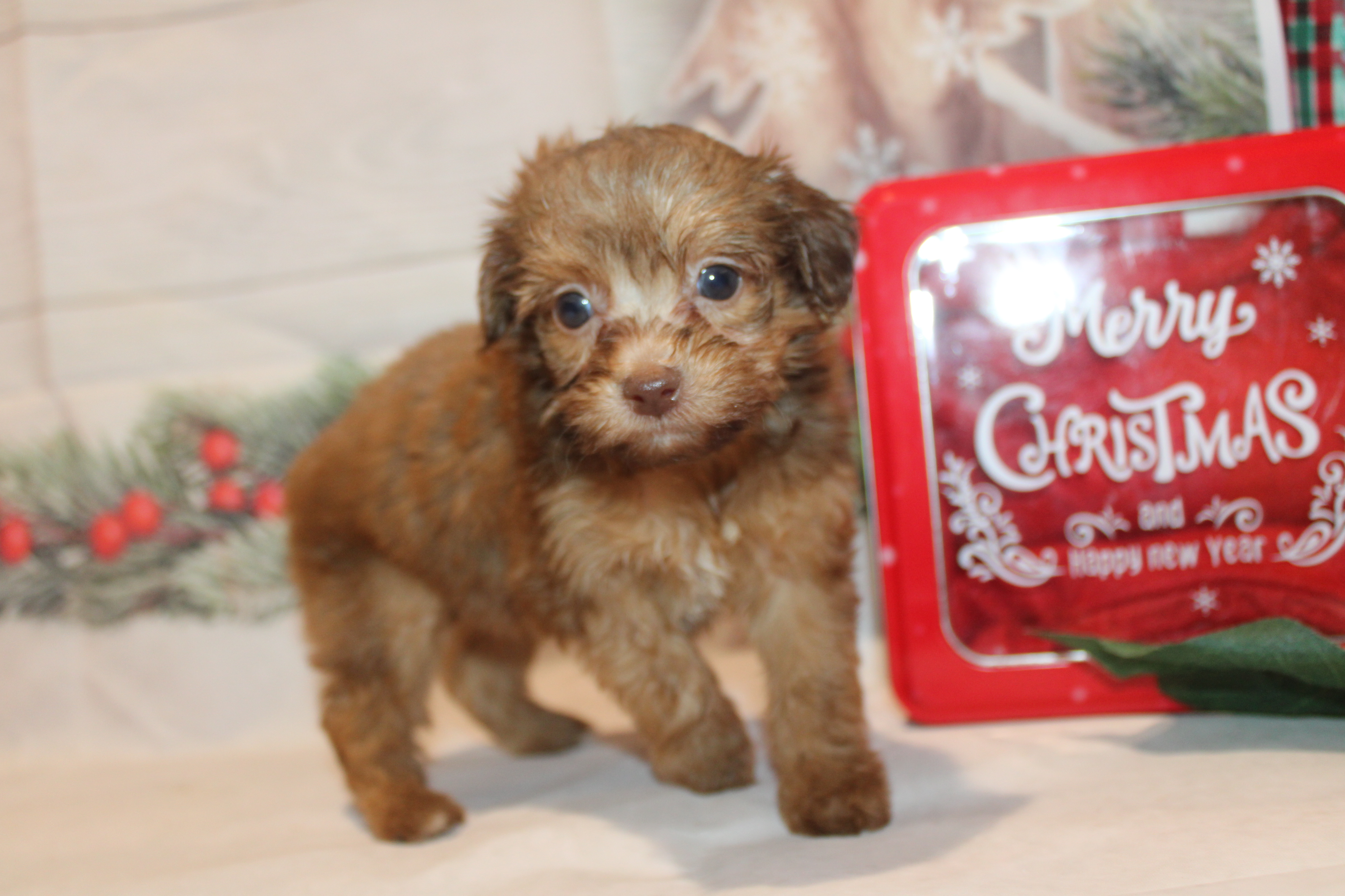 5 Mocha 1Lb 5W2D old (34) – TLC Puppy Love