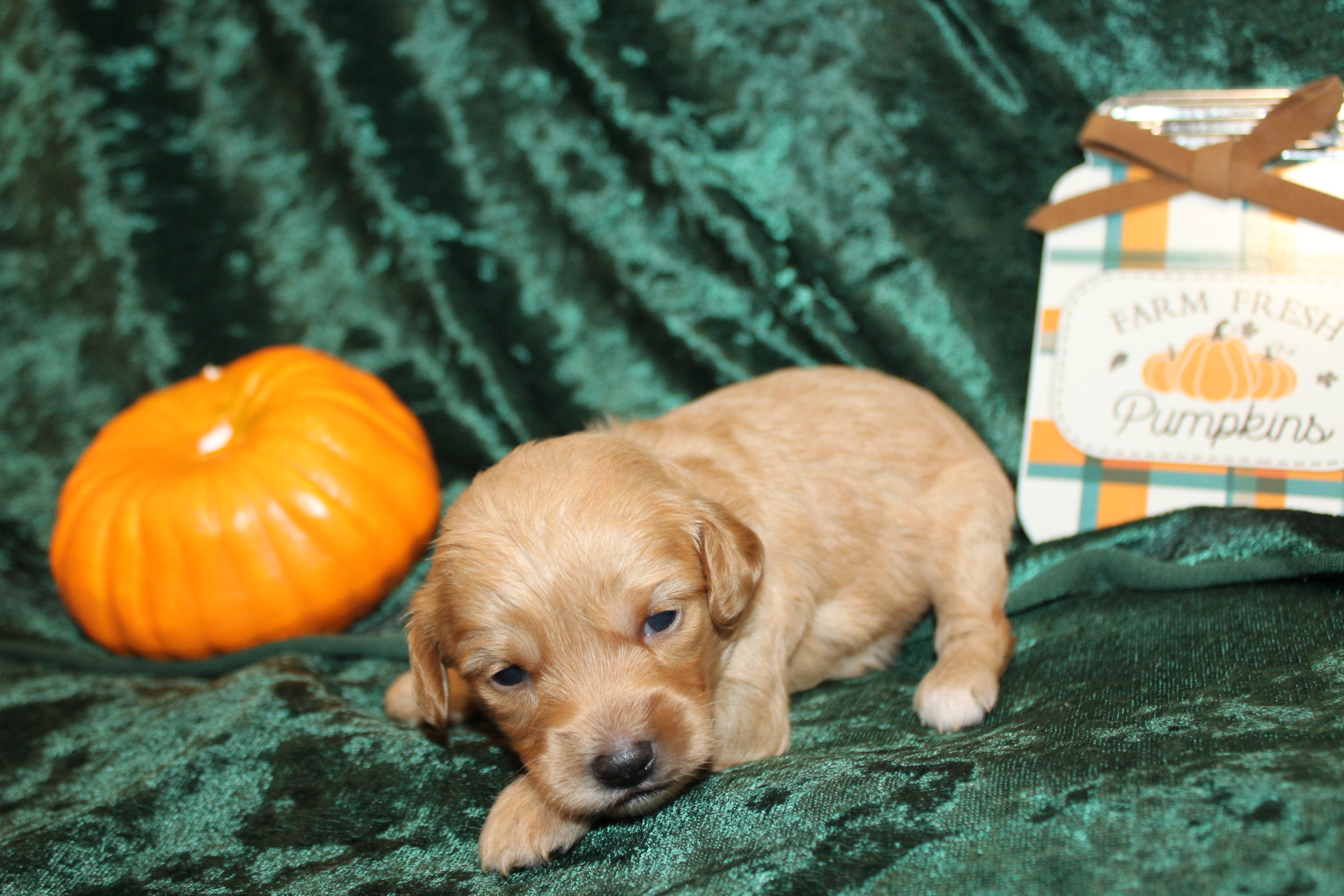 1 Squash 1Lb 2oz 2W2D Old (1) – TLC Puppy Love