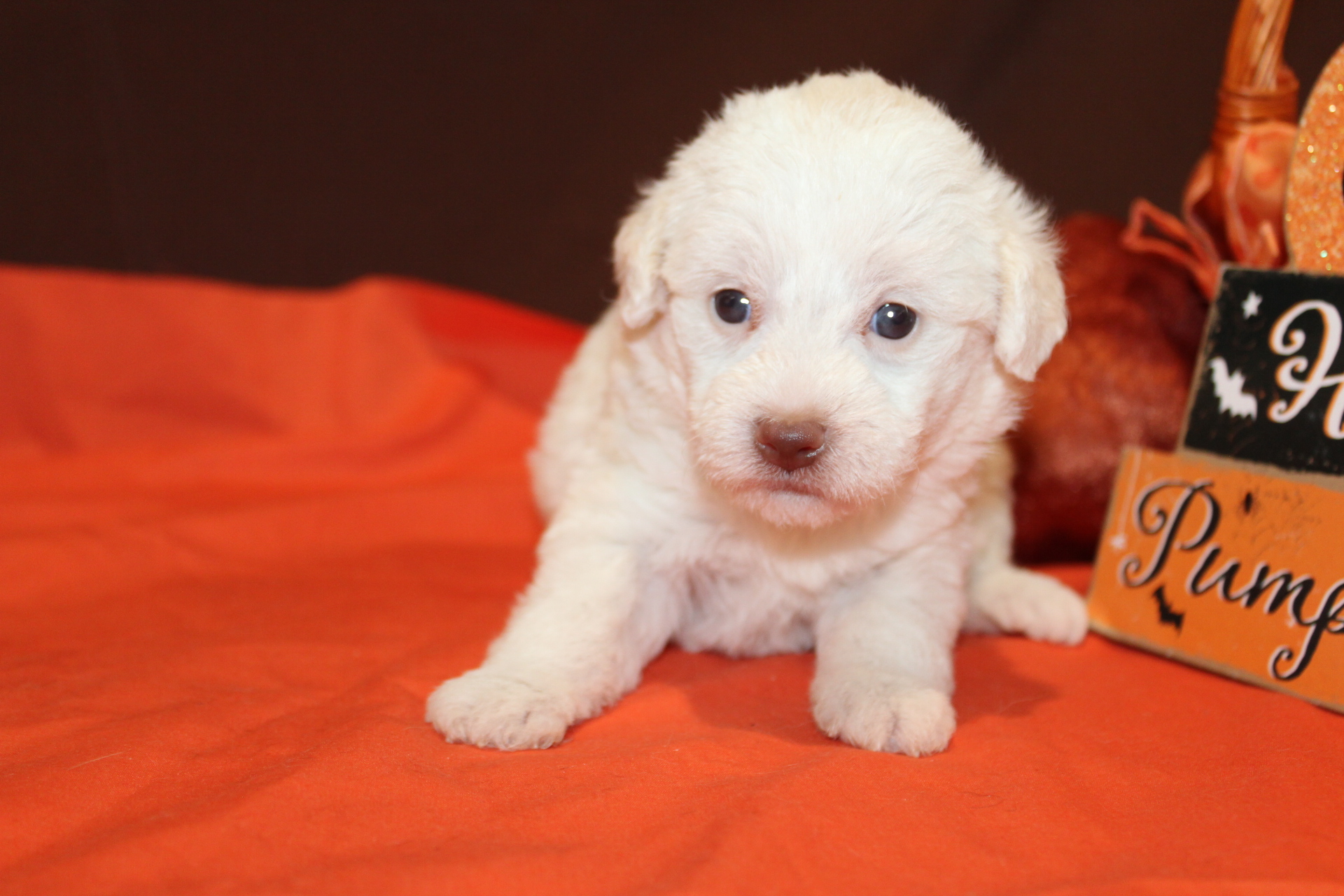 2 Fall 1Lb 9oz 4 Weeks Old (20) – TLC Puppy Love