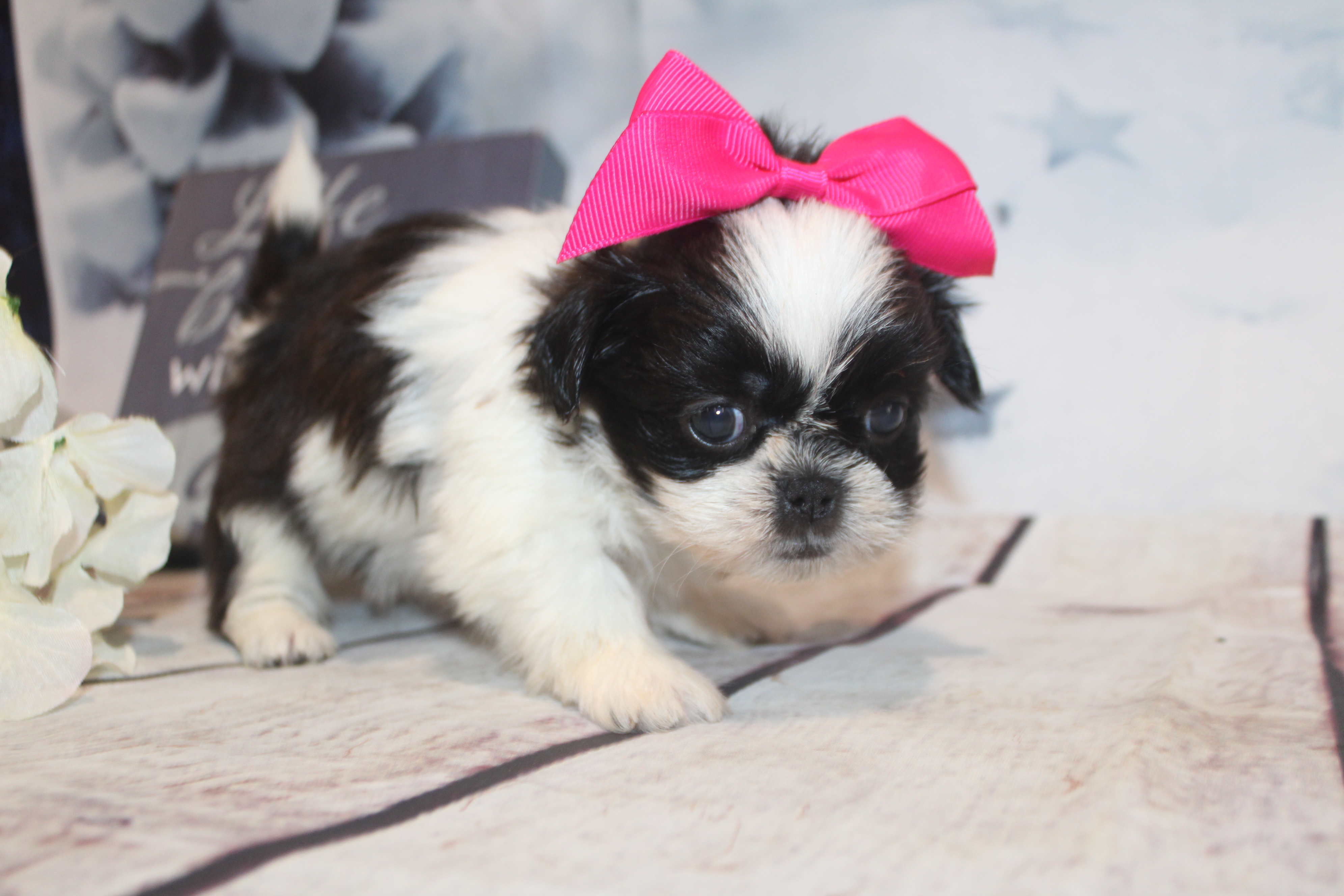 3 Peppermint Patty – TLC Puppy Love