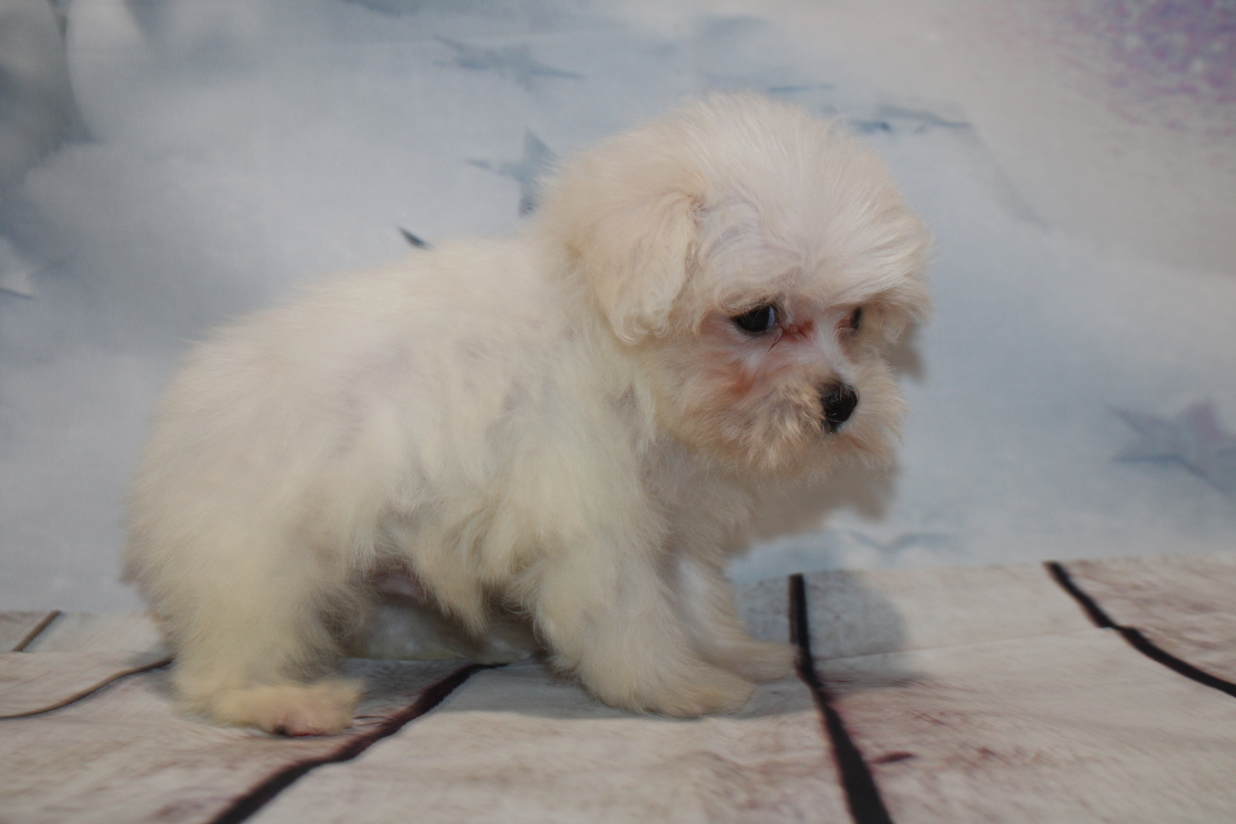 6 Fluffy 1Lb 8W2D Old (15) – TLC Puppy Love