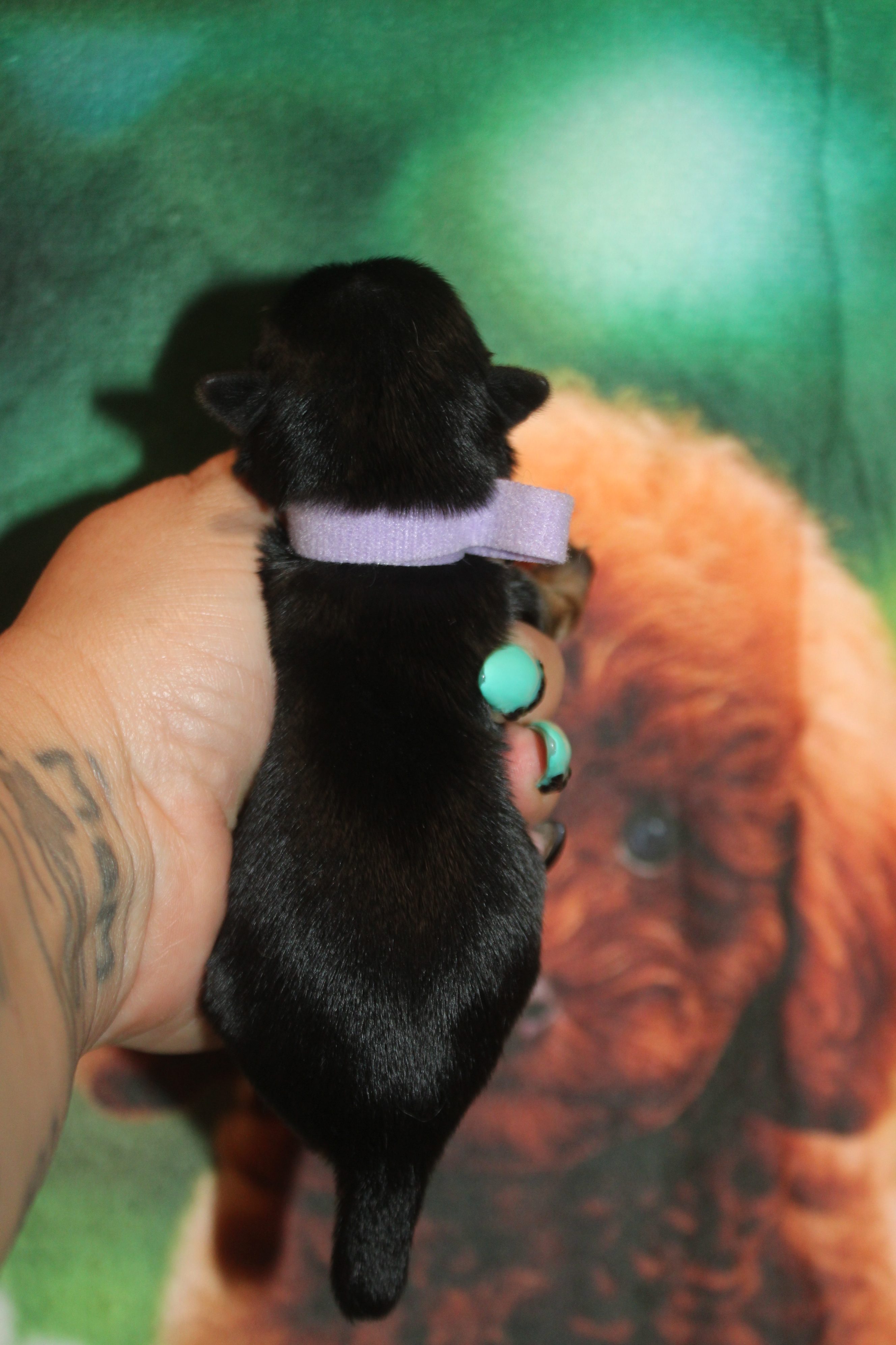 5 Pickles – TLC Puppy Love