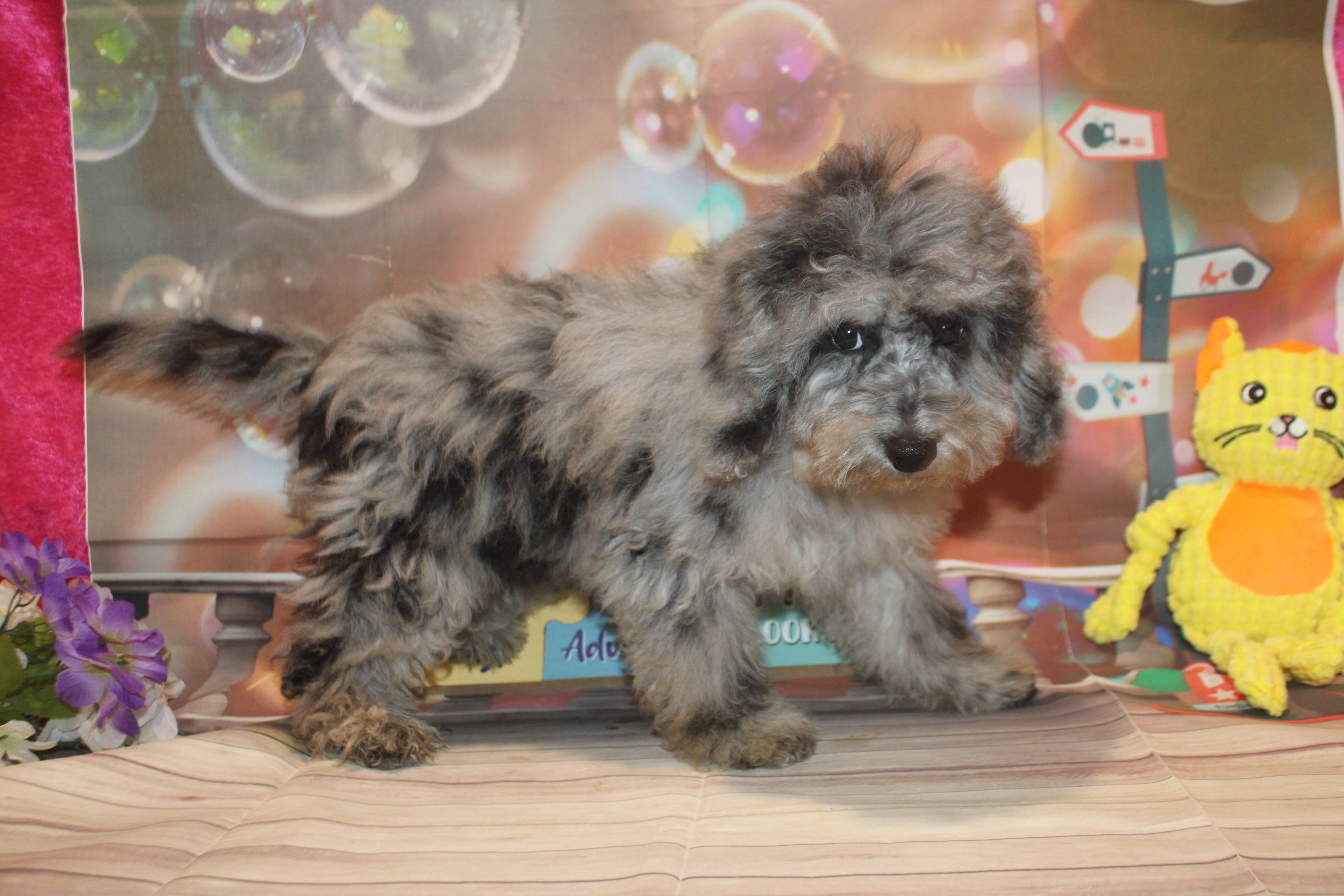 3 Tank – TLC Puppy Love