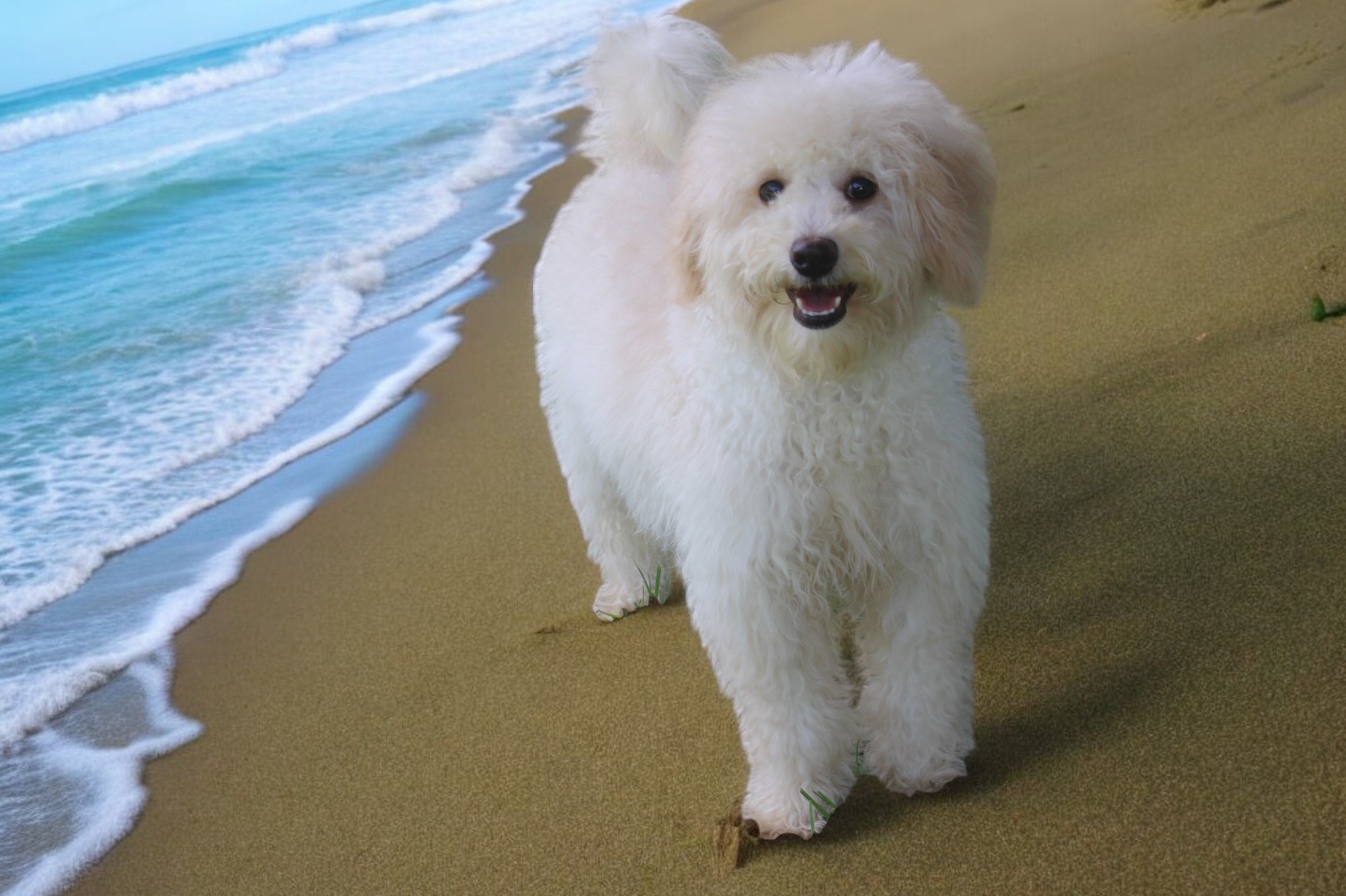 1 Mentos Male Labradoodle 9 Months Old (2) – TLC Puppy Love