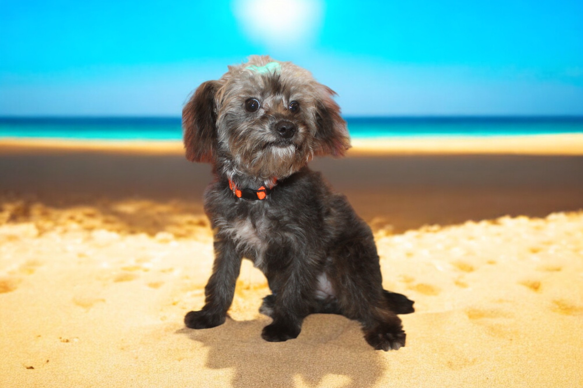 1 Windy Female Yorkipoo 7 Months Old (2) – TLC Puppy Love