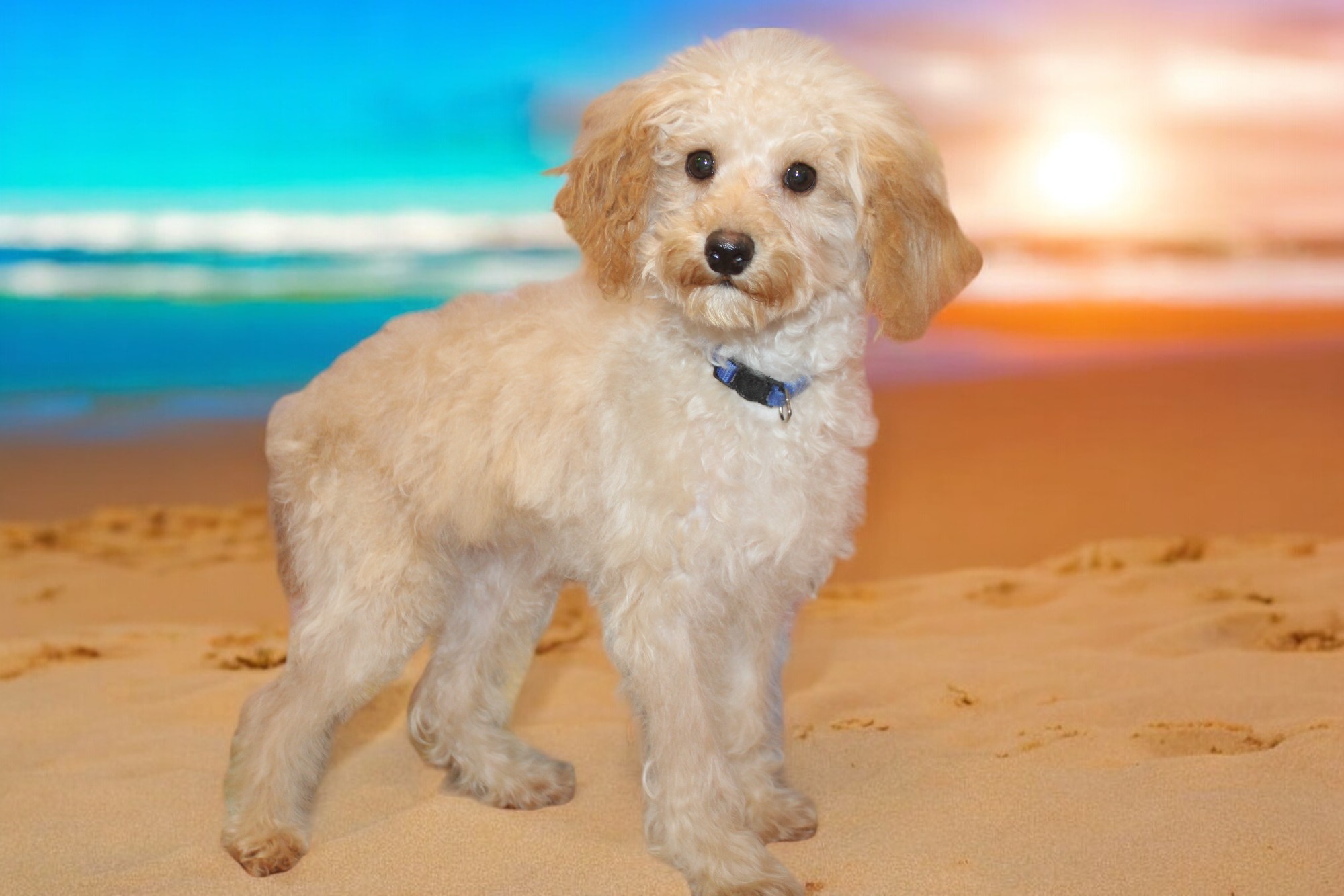 Shelby Female Mini Labradoodle 6 Months Old (1)-Photoroom – TLC Puppy Love