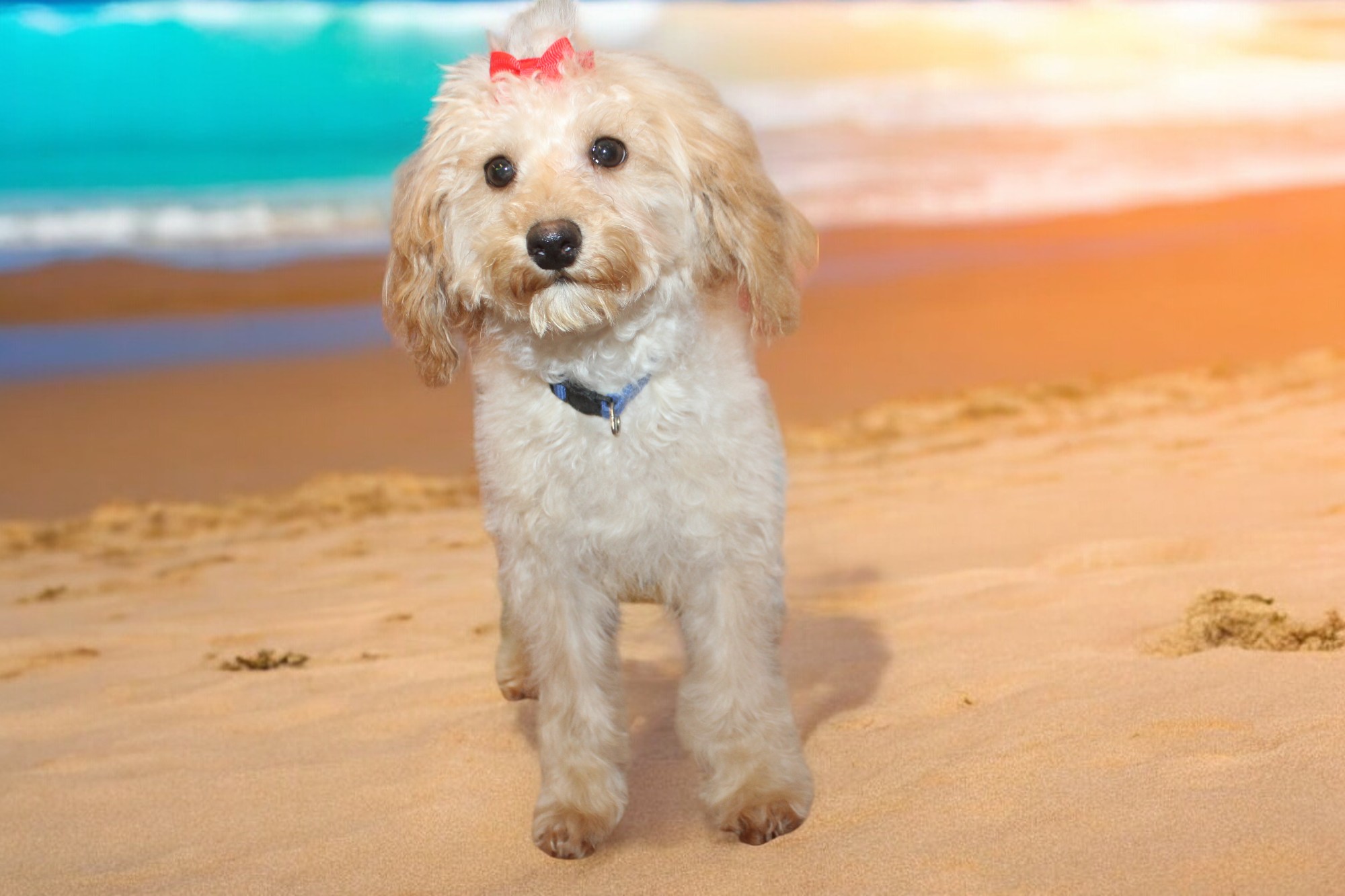 Shelby Female Mini Labradoodle 6 Months Old (3)-Photoroom – TLC Puppy Love