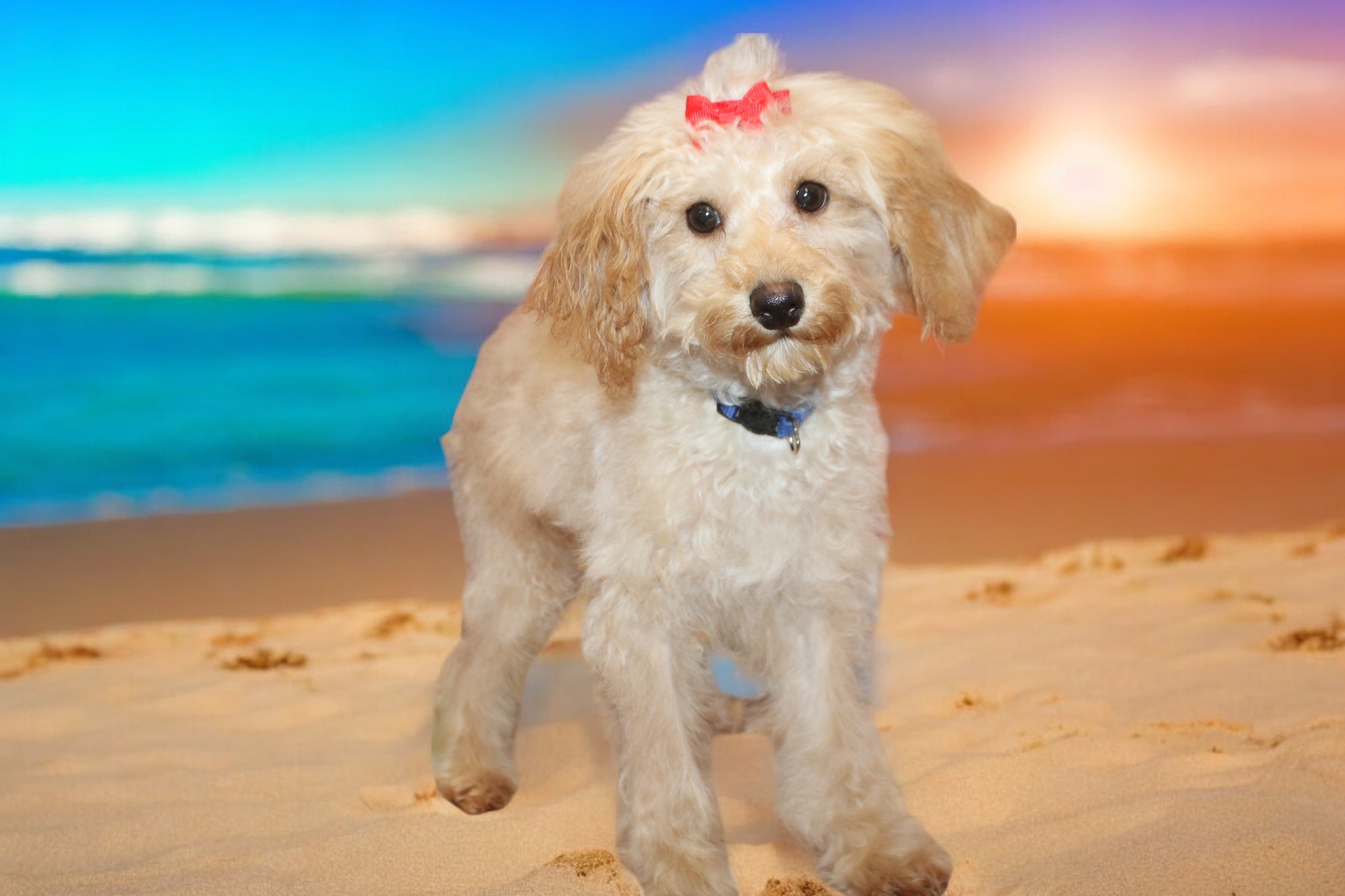 Shelby Female Mini Labradoodle 6 Months Old (6)-Photoroom – TLC Puppy Love