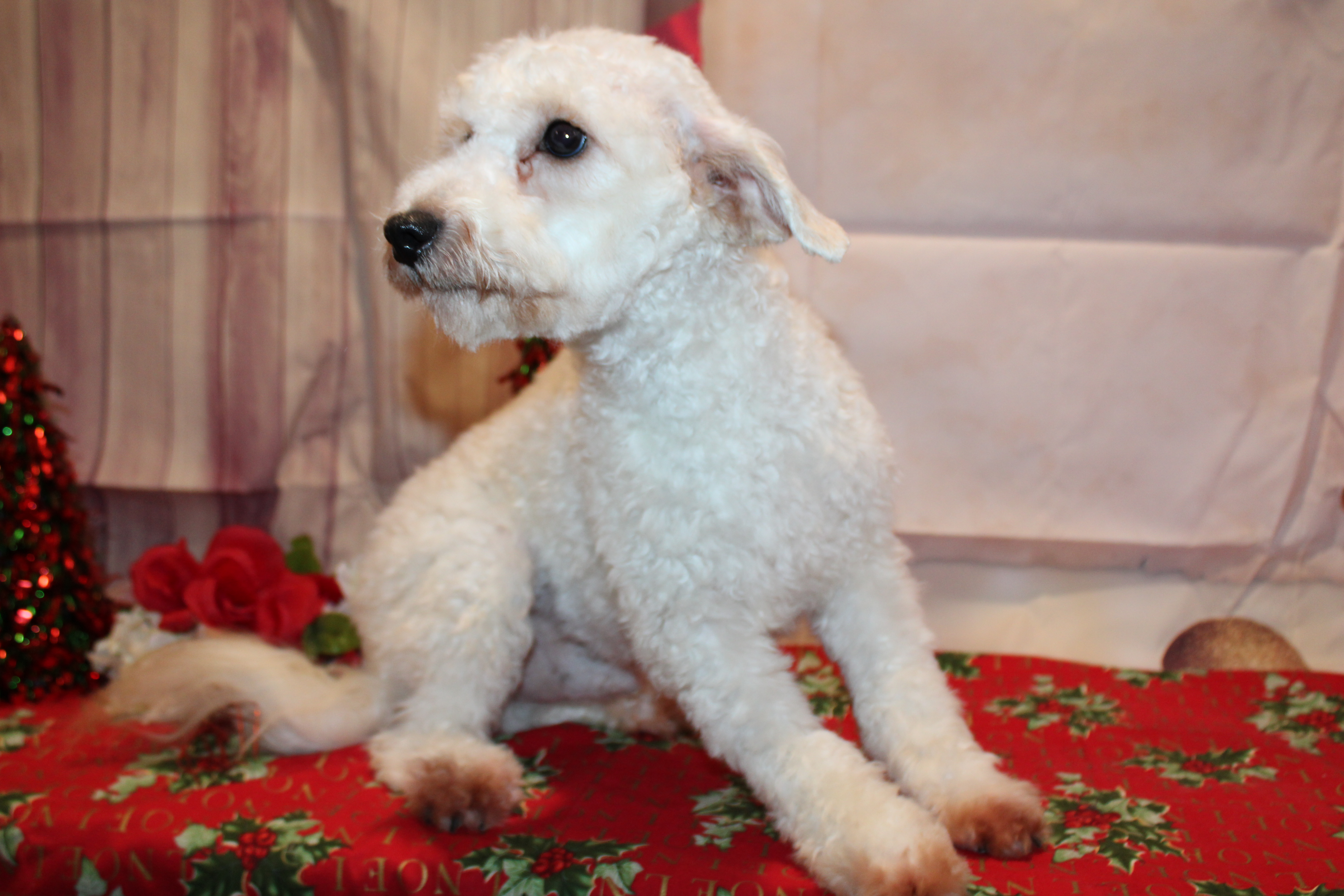 5 Hugo (10) – TLC Puppy Love