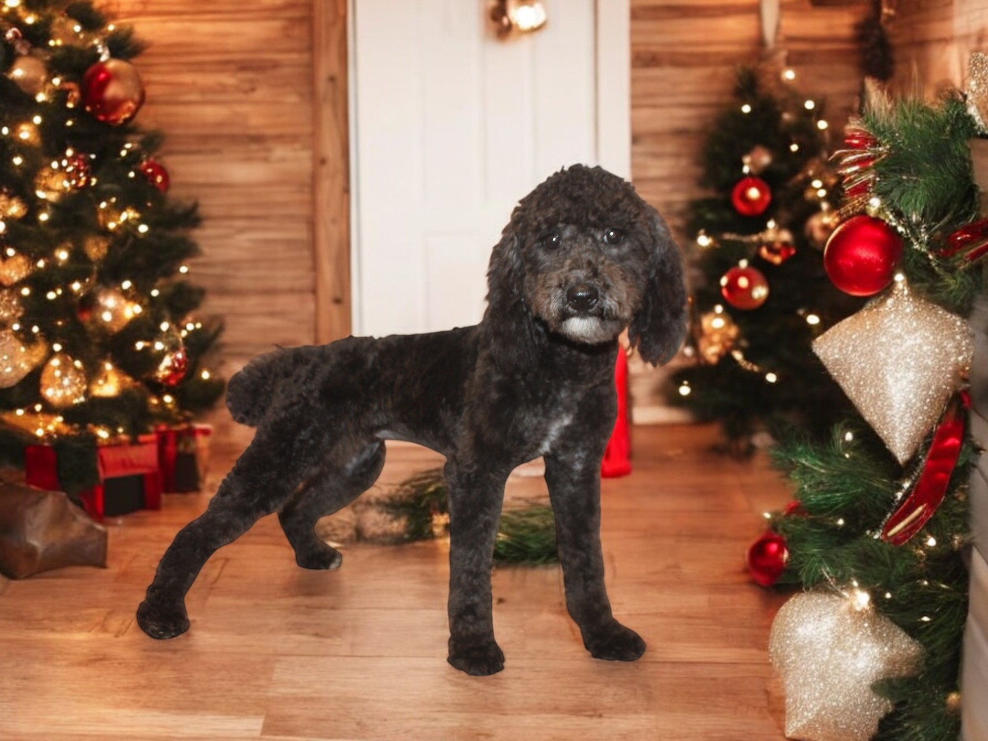 Lavern Female Mini Labradoodle 8 Months Old (2)-Photoroom – TLC Puppy Love