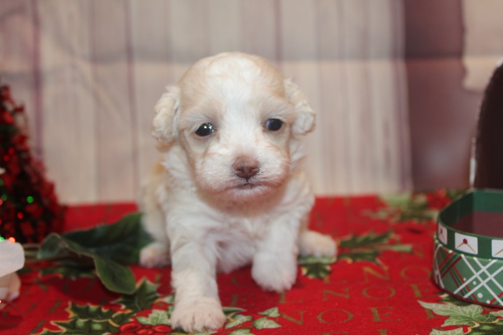 SOLD: Silver Bell Female CKC Havapoo, The Best Gift Under the Tree this ...