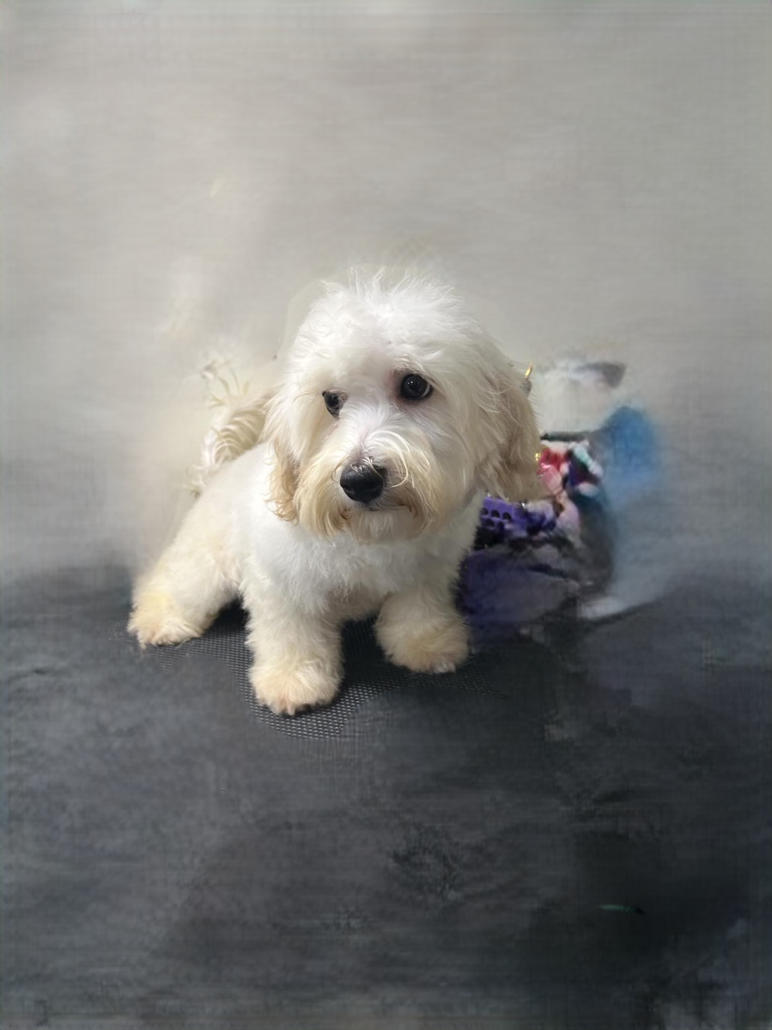 2 Rex – TLC Puppy Love