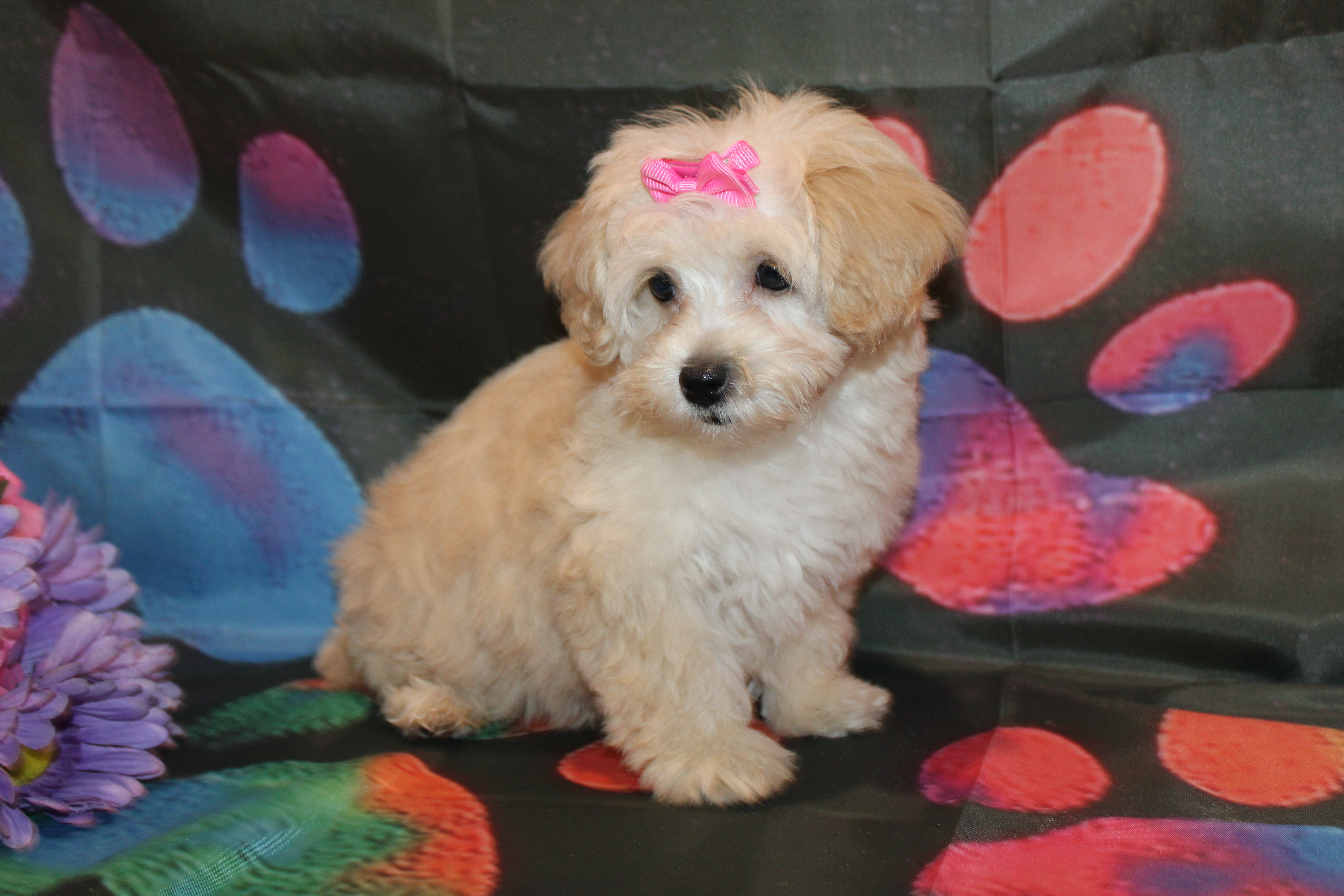 1 Princess Fem 3Lb 3oz 9W5D Old (10) – TLC Puppy Love